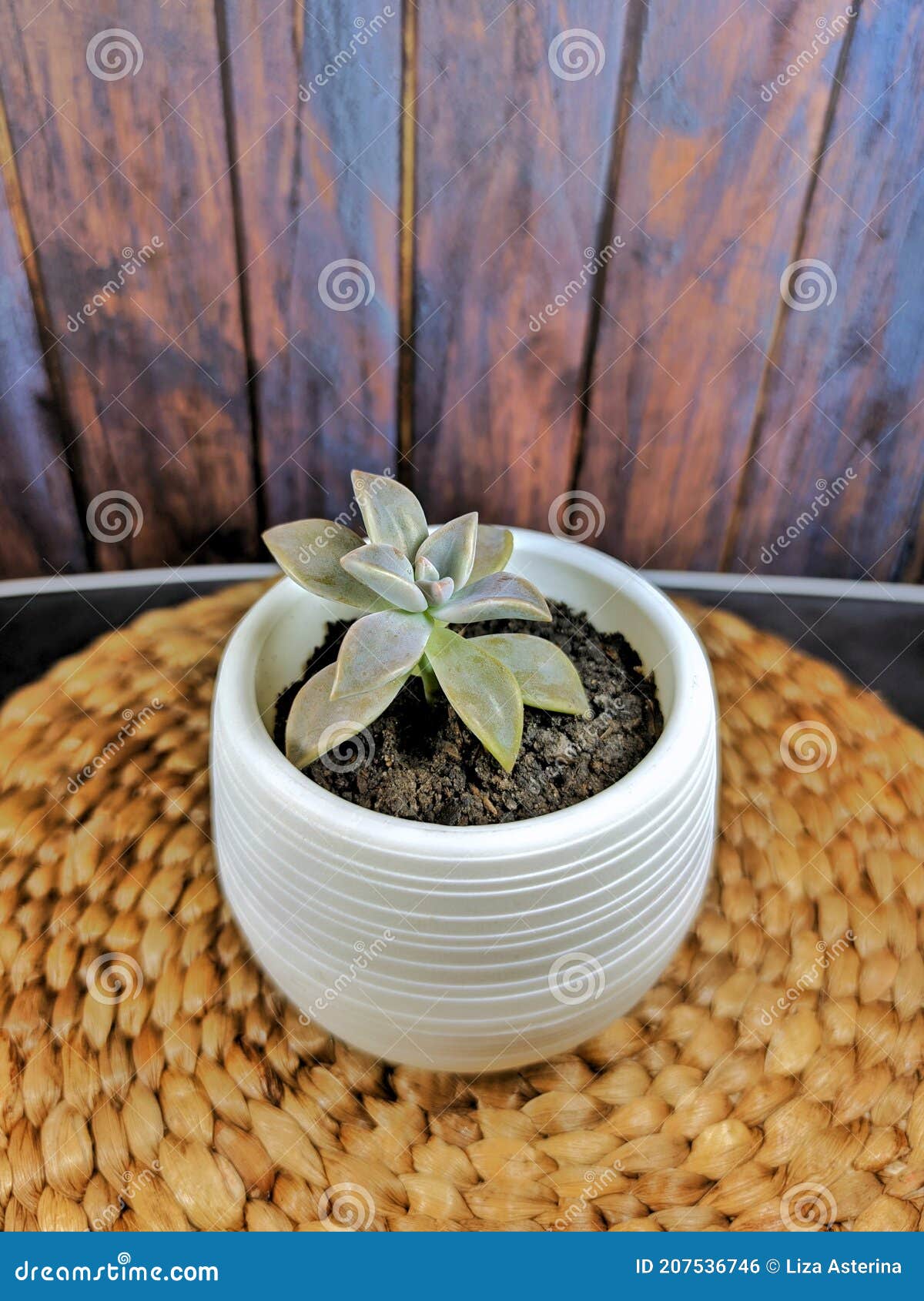 Sekulen Flower on the White Pot Stock Photo - Image of nature, sekulen ...