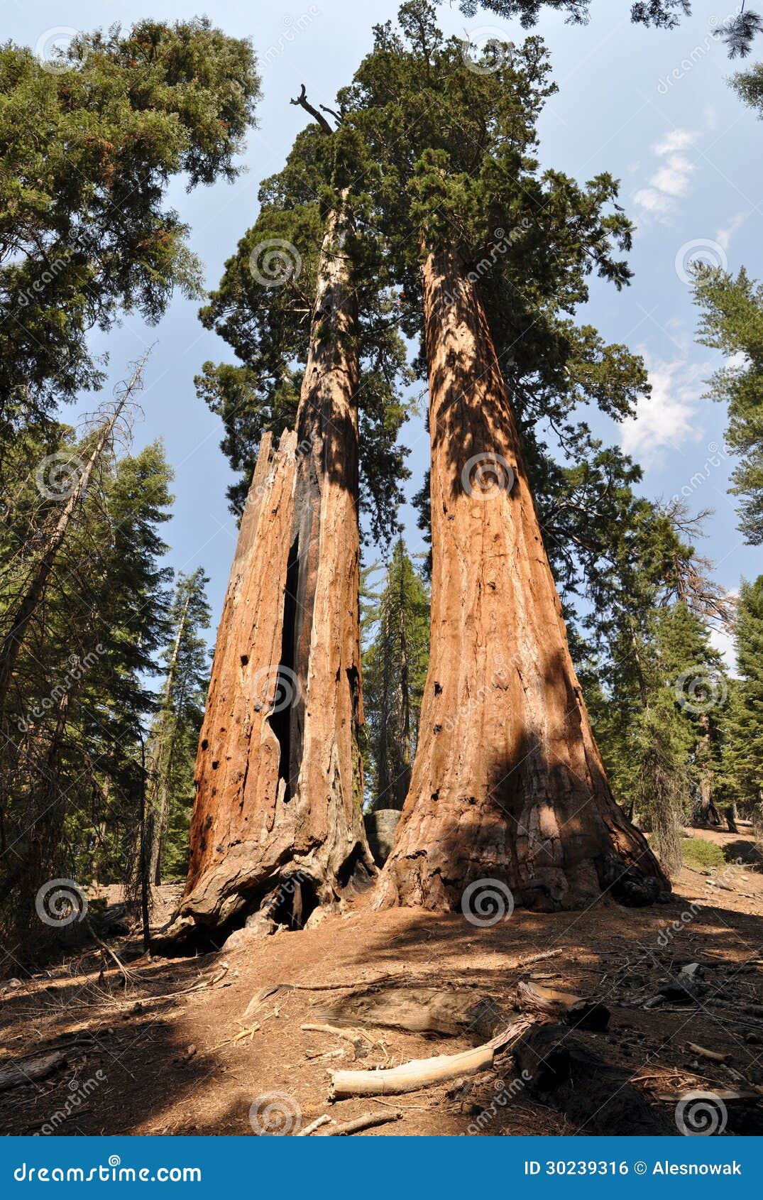 Sekwoja zdjęcie stock. Obraz złożonej z generalissimo - 30239316