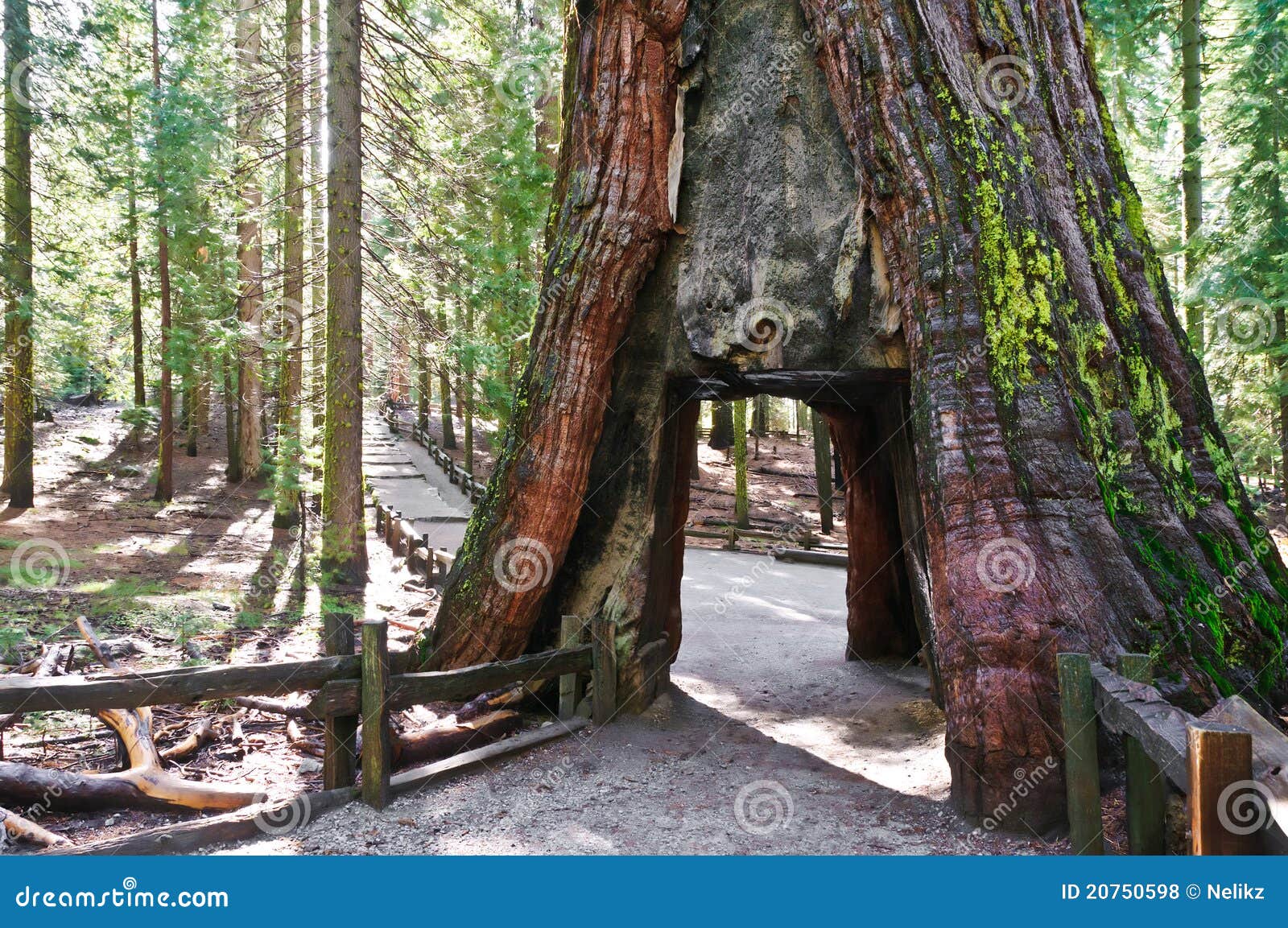 Sekwoja tunel zdjęcie stock. Obraz złożonej z zalesiony - 20750598