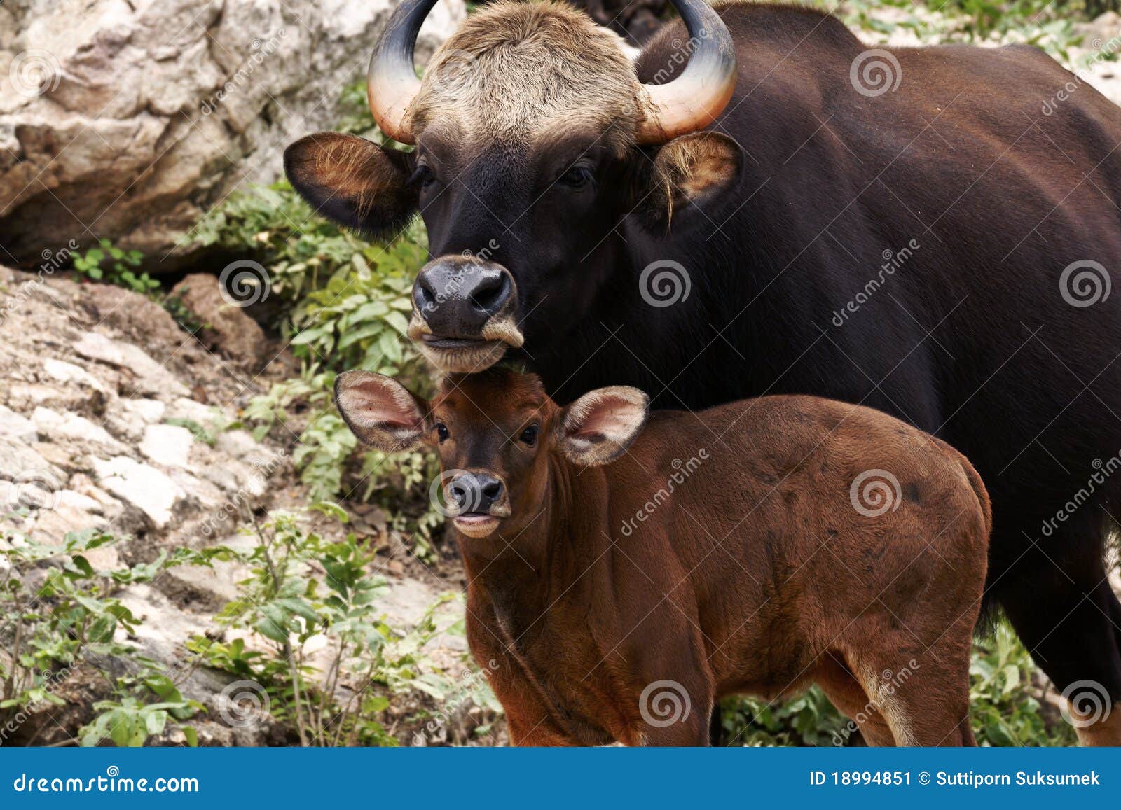 Seladang stock image. Image of mother, asian, adult, fields - 18994851
