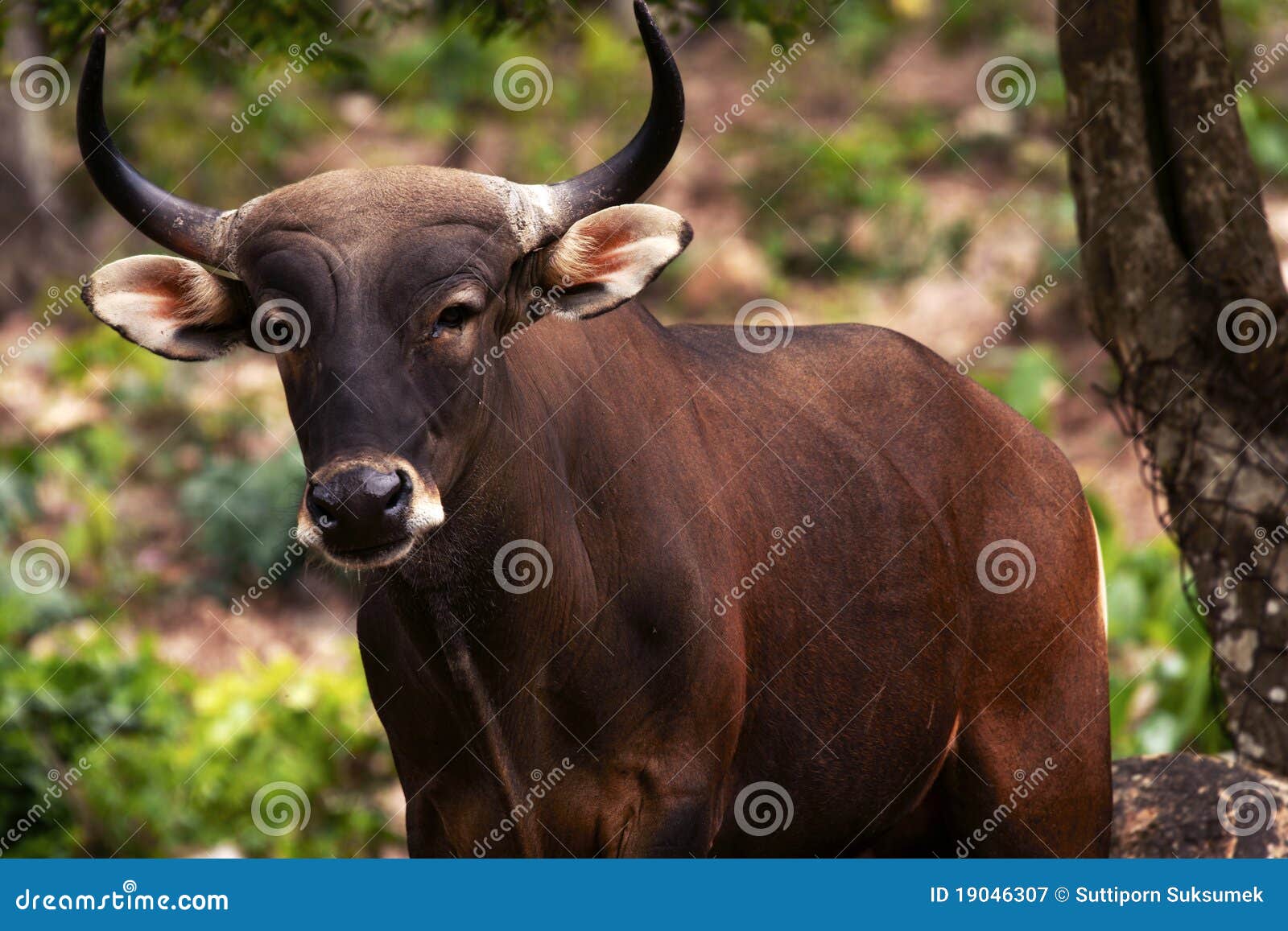 Seladang stock image. Image of tree, adult, penang, munch - 19046307