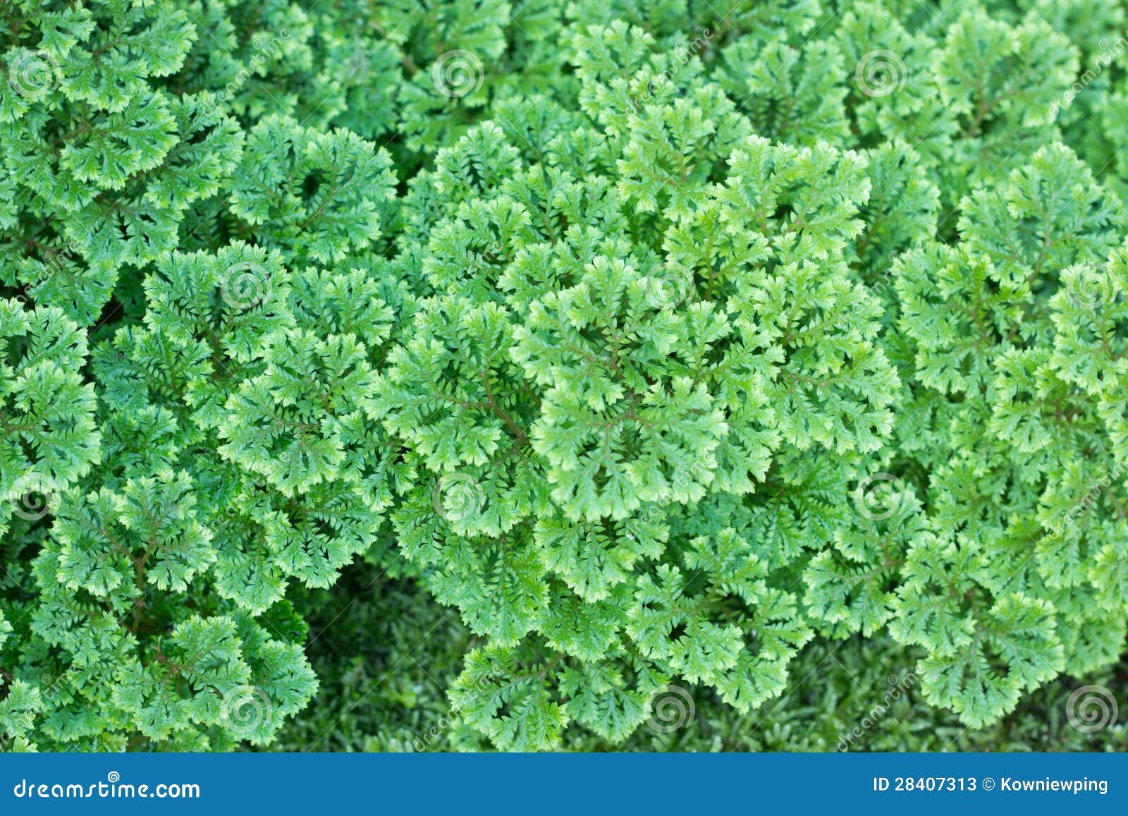 Selaginella Apoda Stock Photos - Image: 28407313
