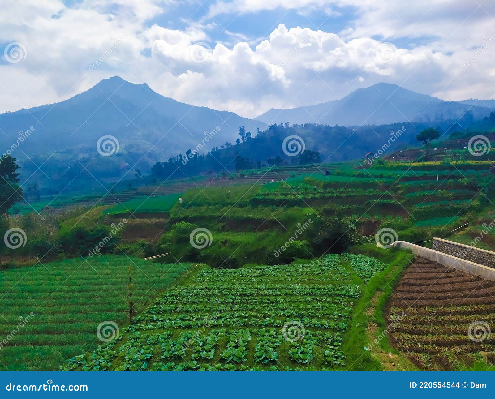 Selamat pagi stock photo. Image of field, valley, agriculture - 220554544