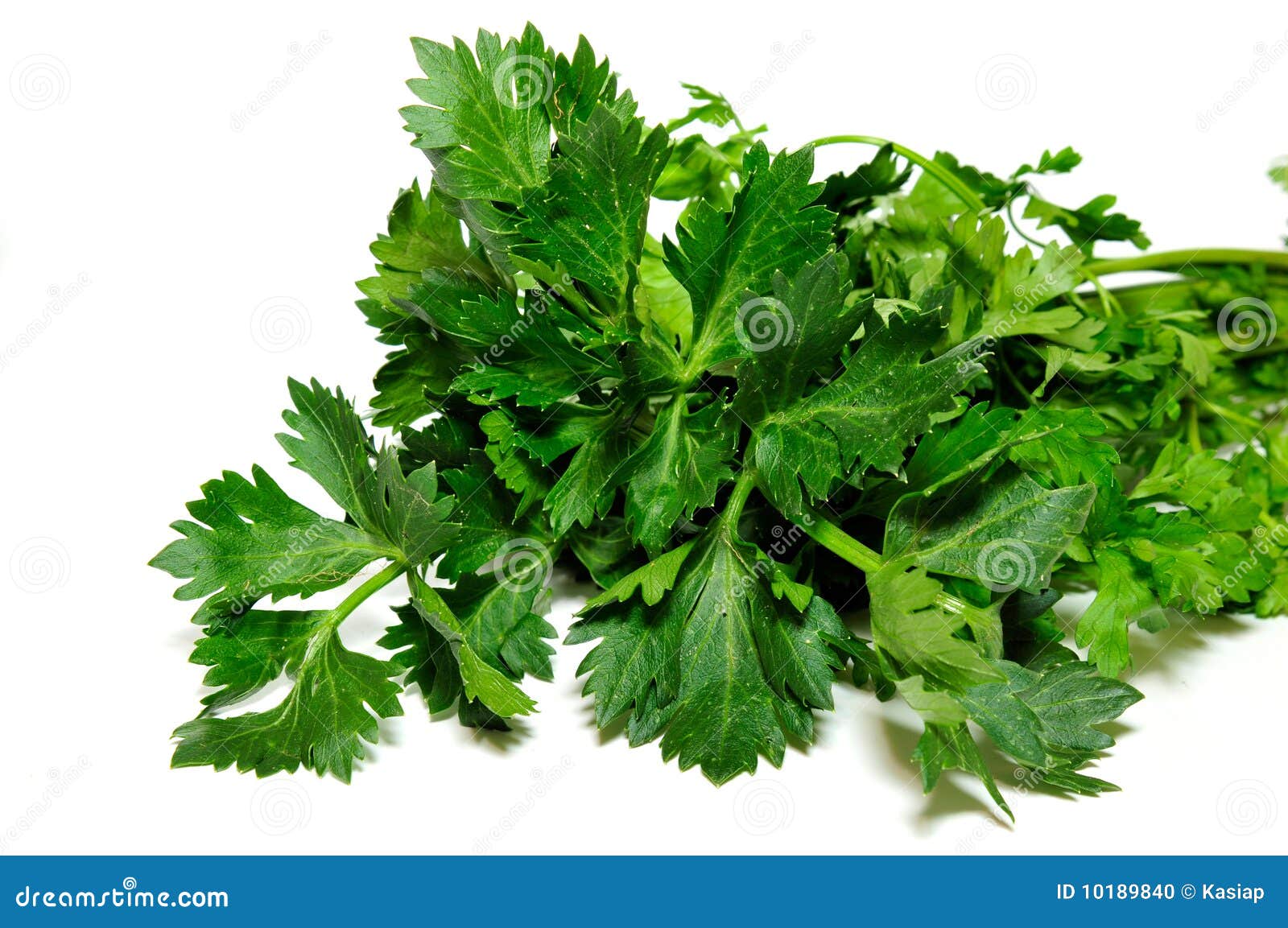 Selderie stock foto. Image of bovenkanten, landbouw, opbrengst - 10189840