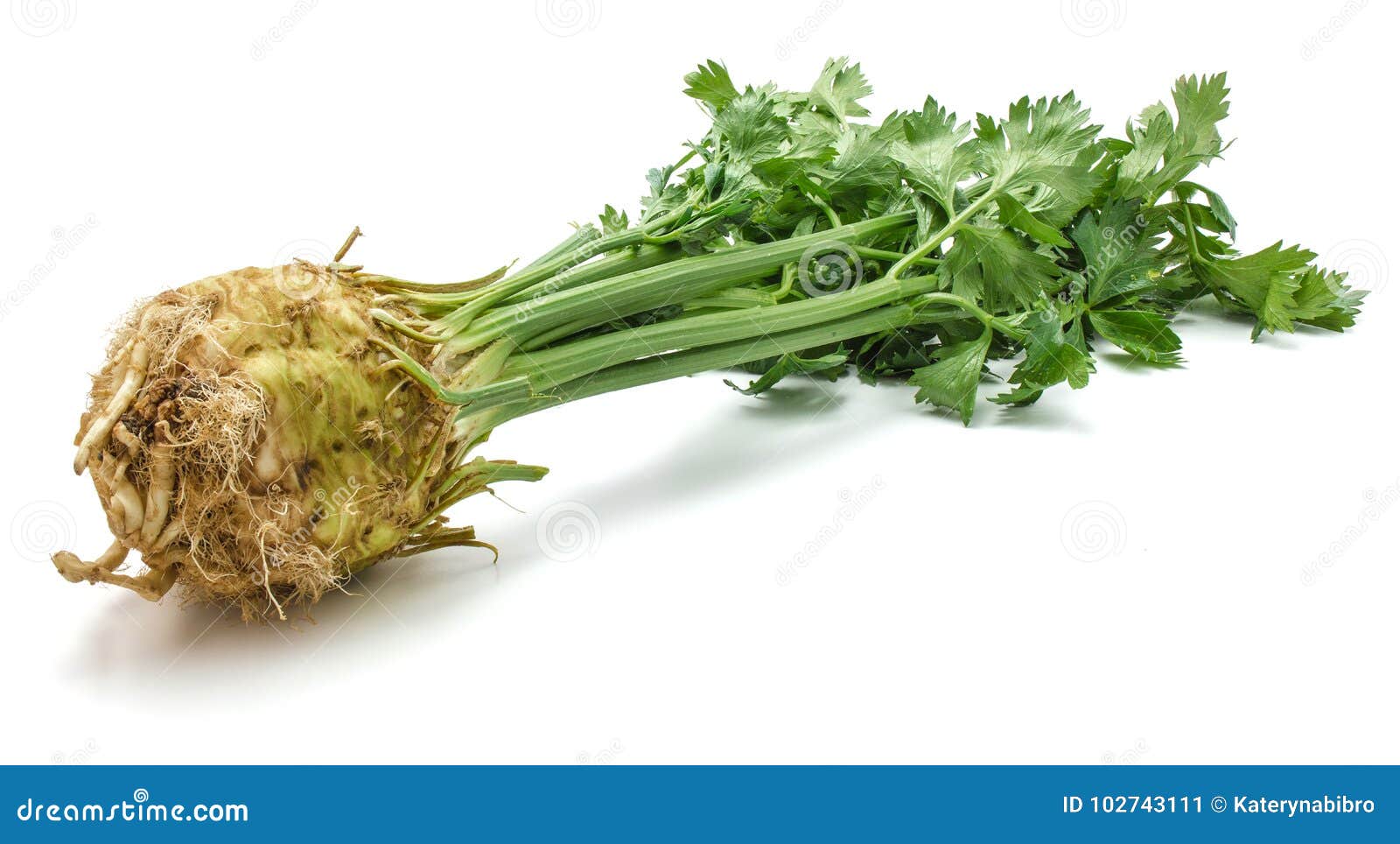 Selderie stock afbeelding. Image of blad, doorploegd - 102743111