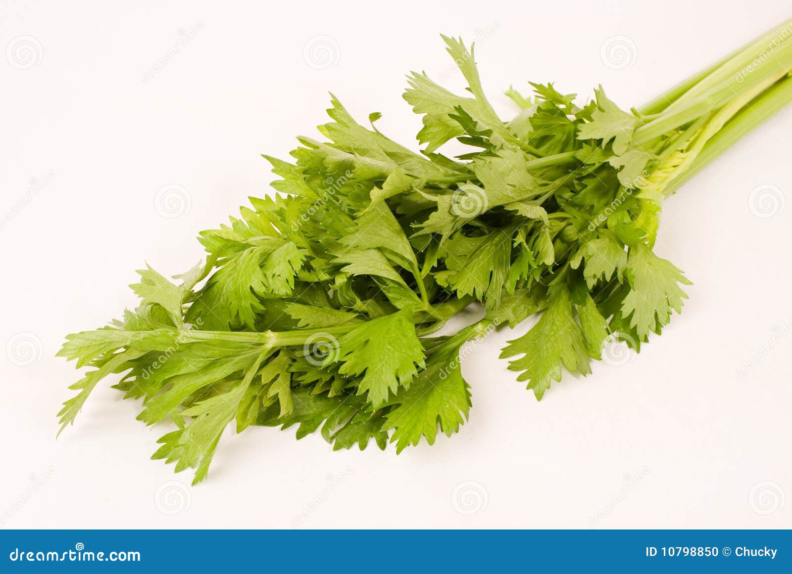 Selderie stock foto. Image of soep, voedsel, selderie - 10798850