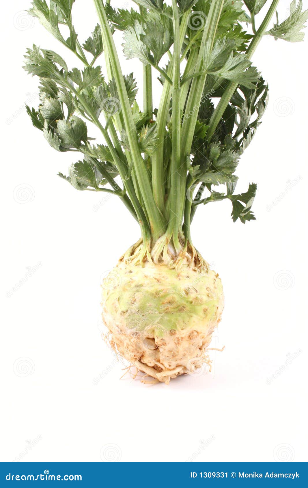 Selderie stock afbeelding. Image of vers, zorg, lente - 1309331