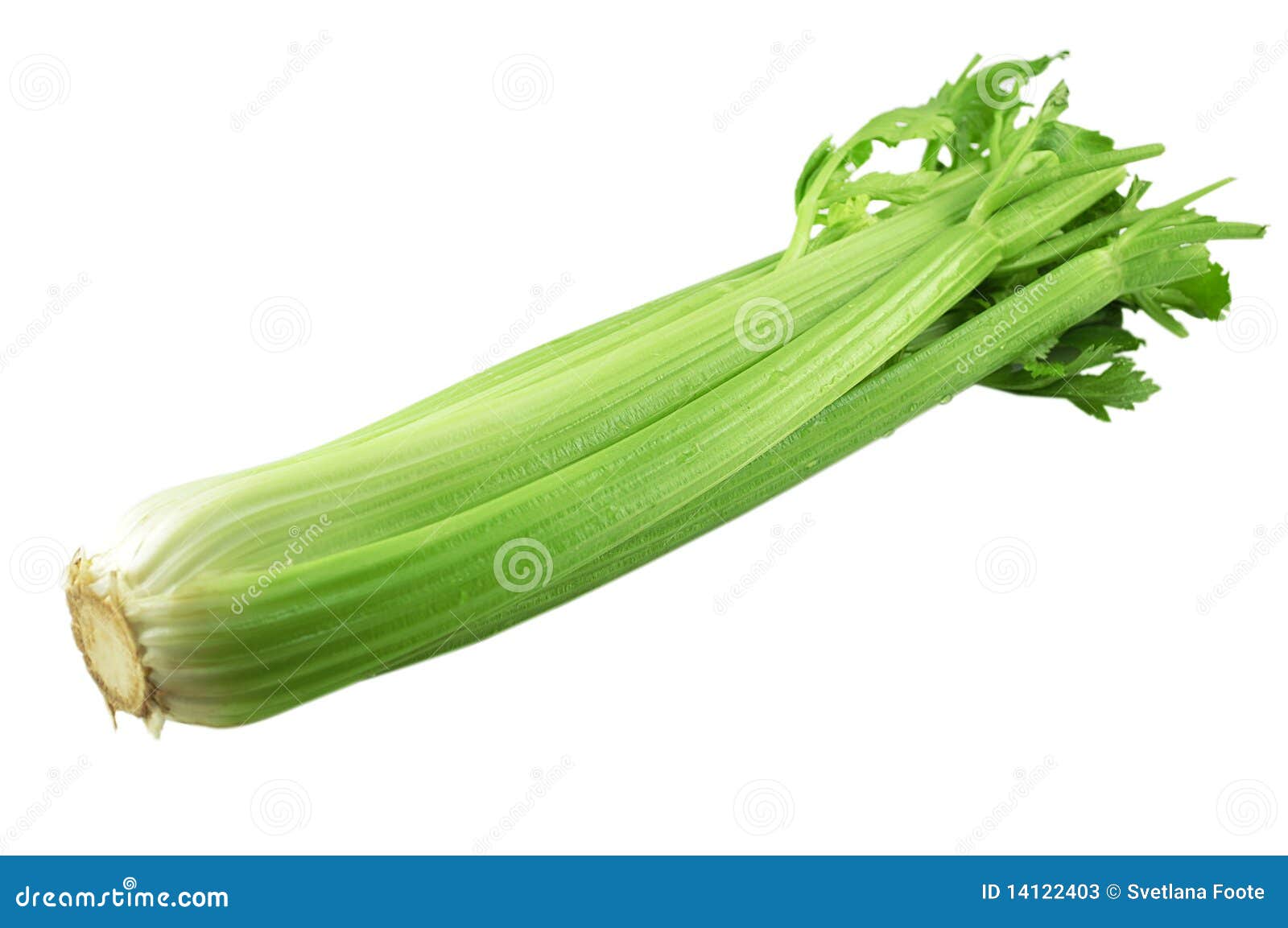 Selderie stock afbeelding. Image of organisch, wortel - 14122403