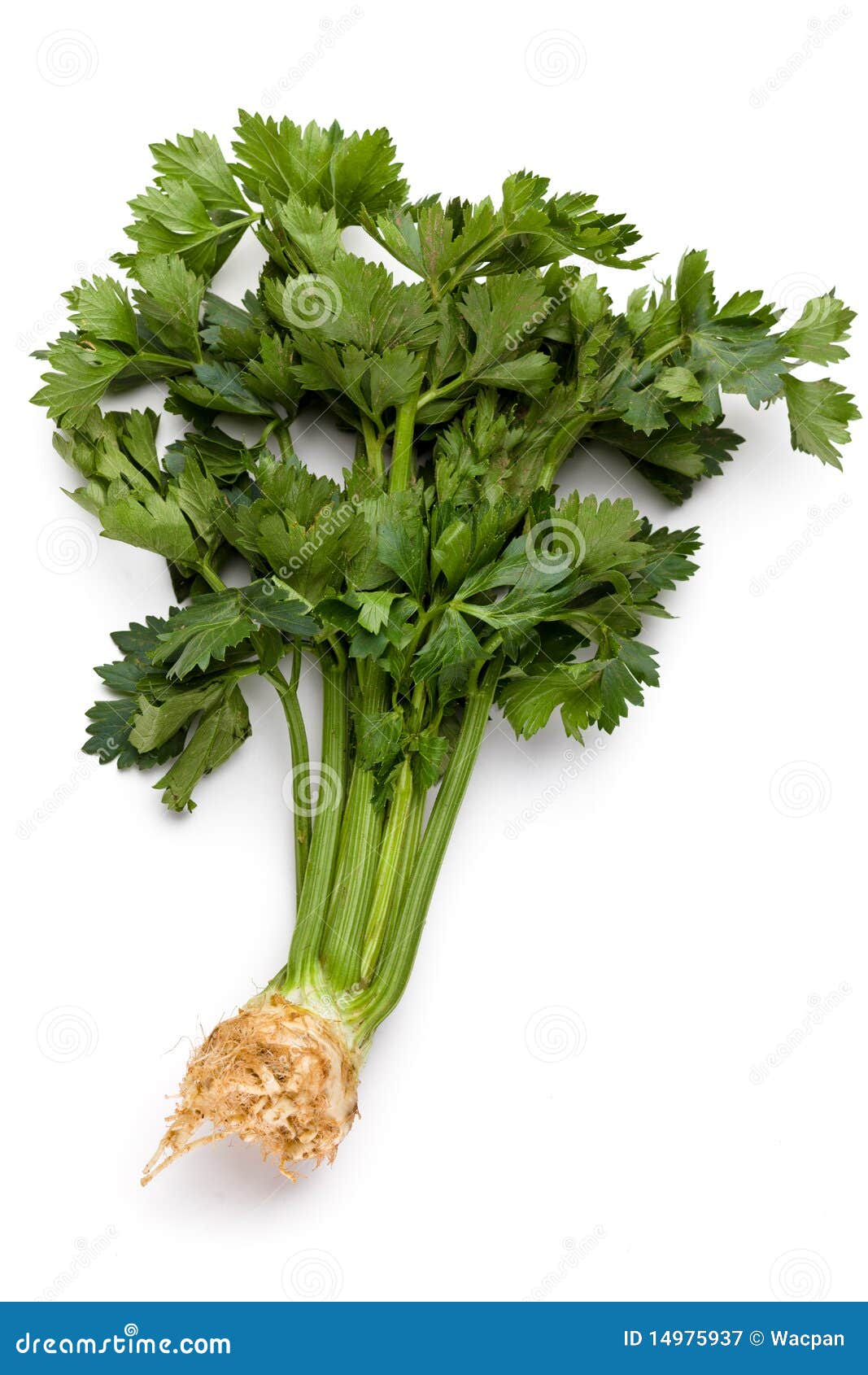 Selderie stock afbeelding. Image of vegetariër, lengte - 14975937