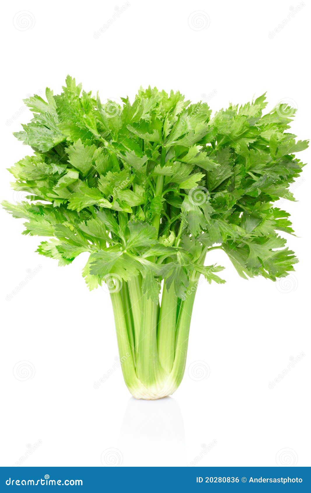 Selderie stock foto. Image of nave, gezond, achtergrond - 20280836