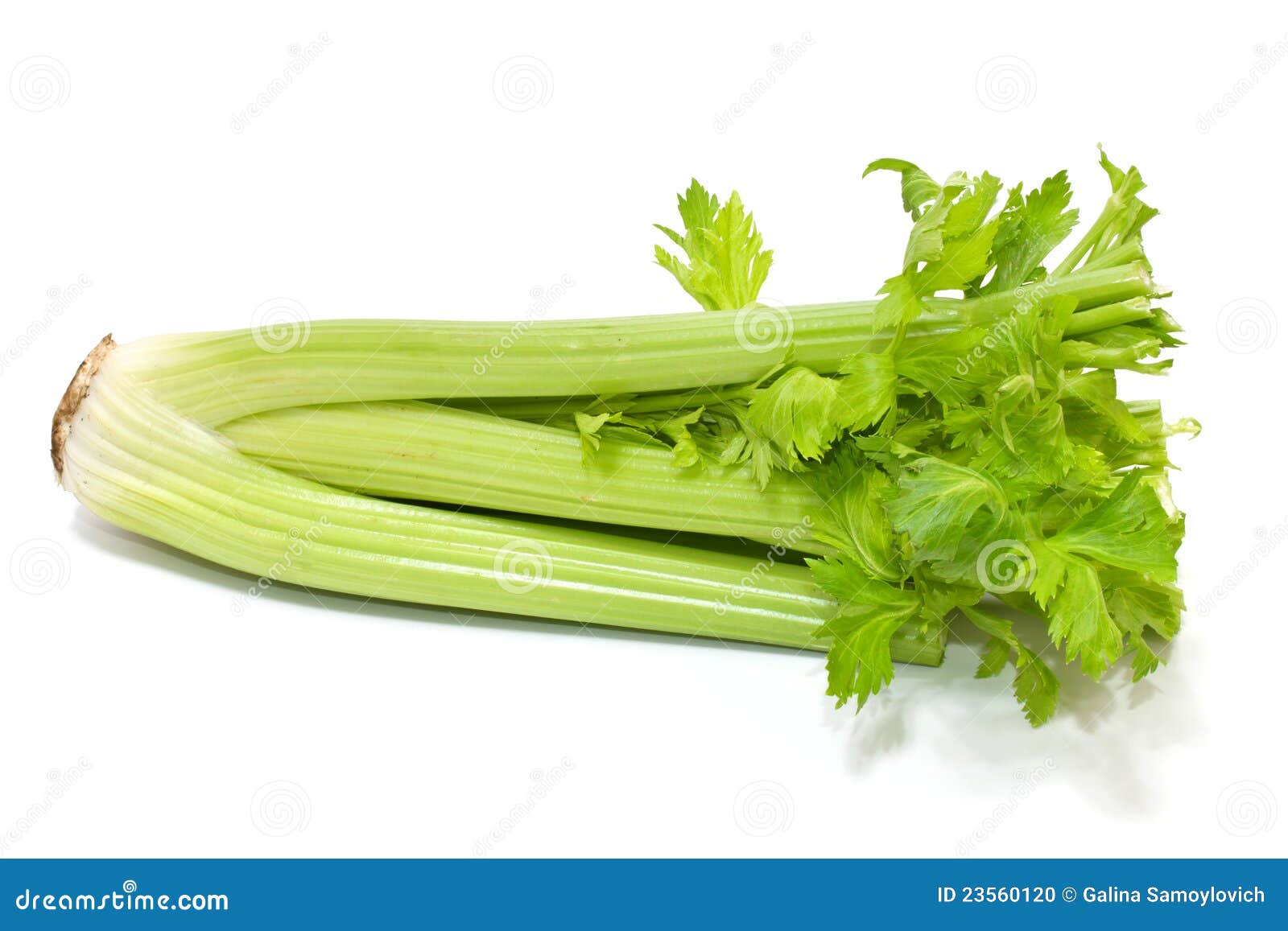 Selderie stock foto. Image of eetbaar, organisch, oogst - 23560120