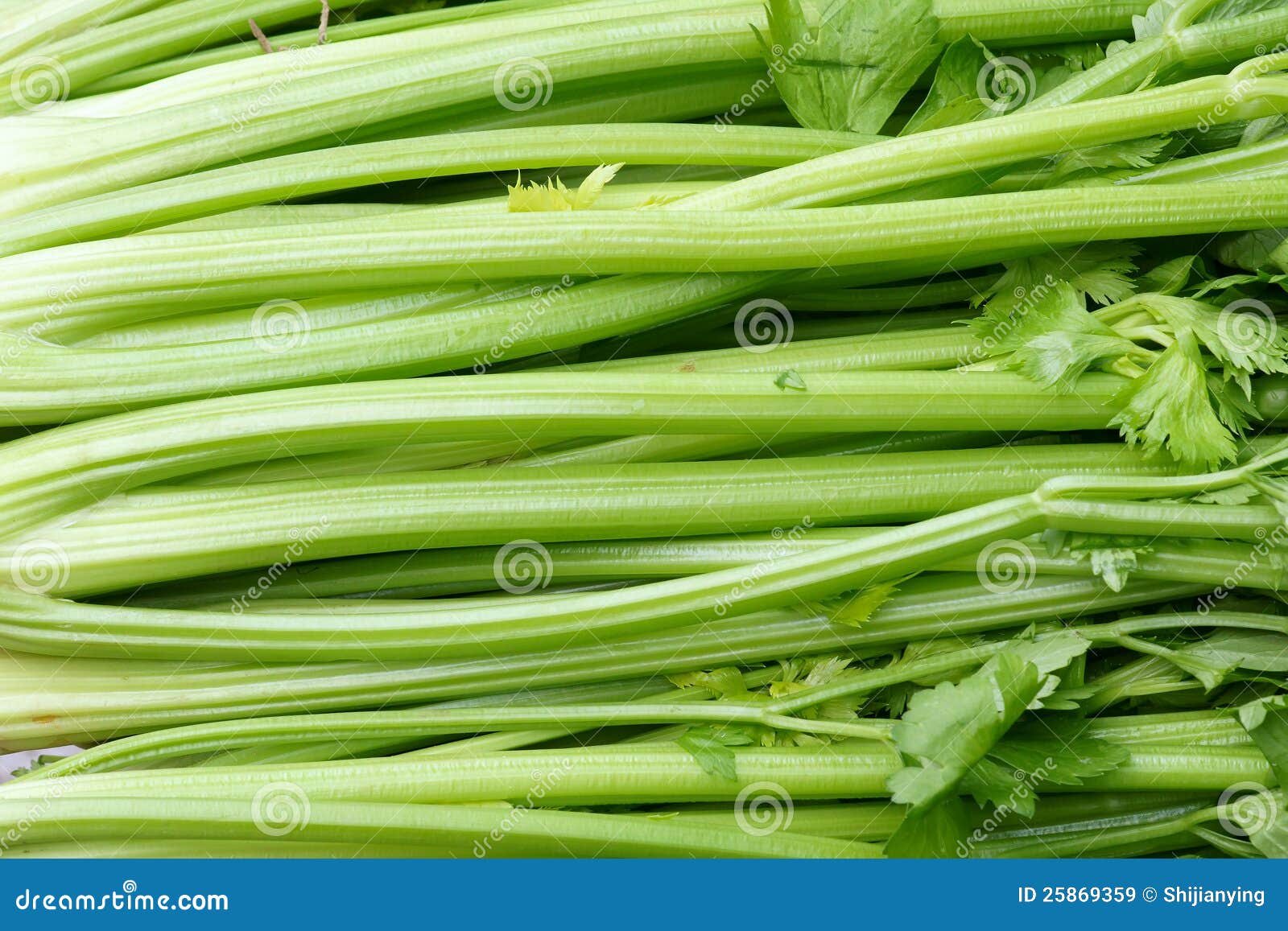 Selderie stock afbeelding. Image of macro, sluit, selderie - 25869359