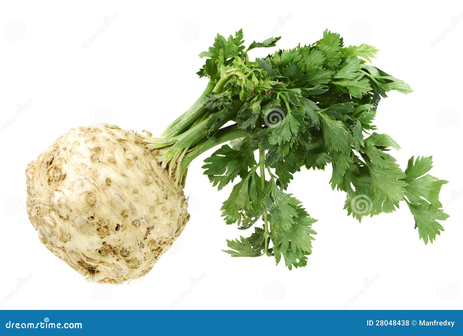 Selderie stock foto. Image of voedsel, ingrediënt, plantaardig - 28048438