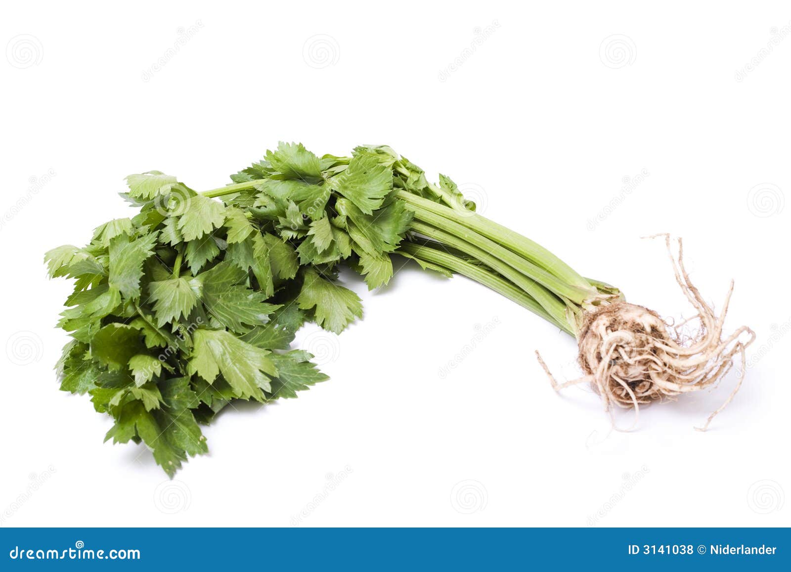 Selderie stock foto. Image of groenten, achtergrond, vers - 3141038