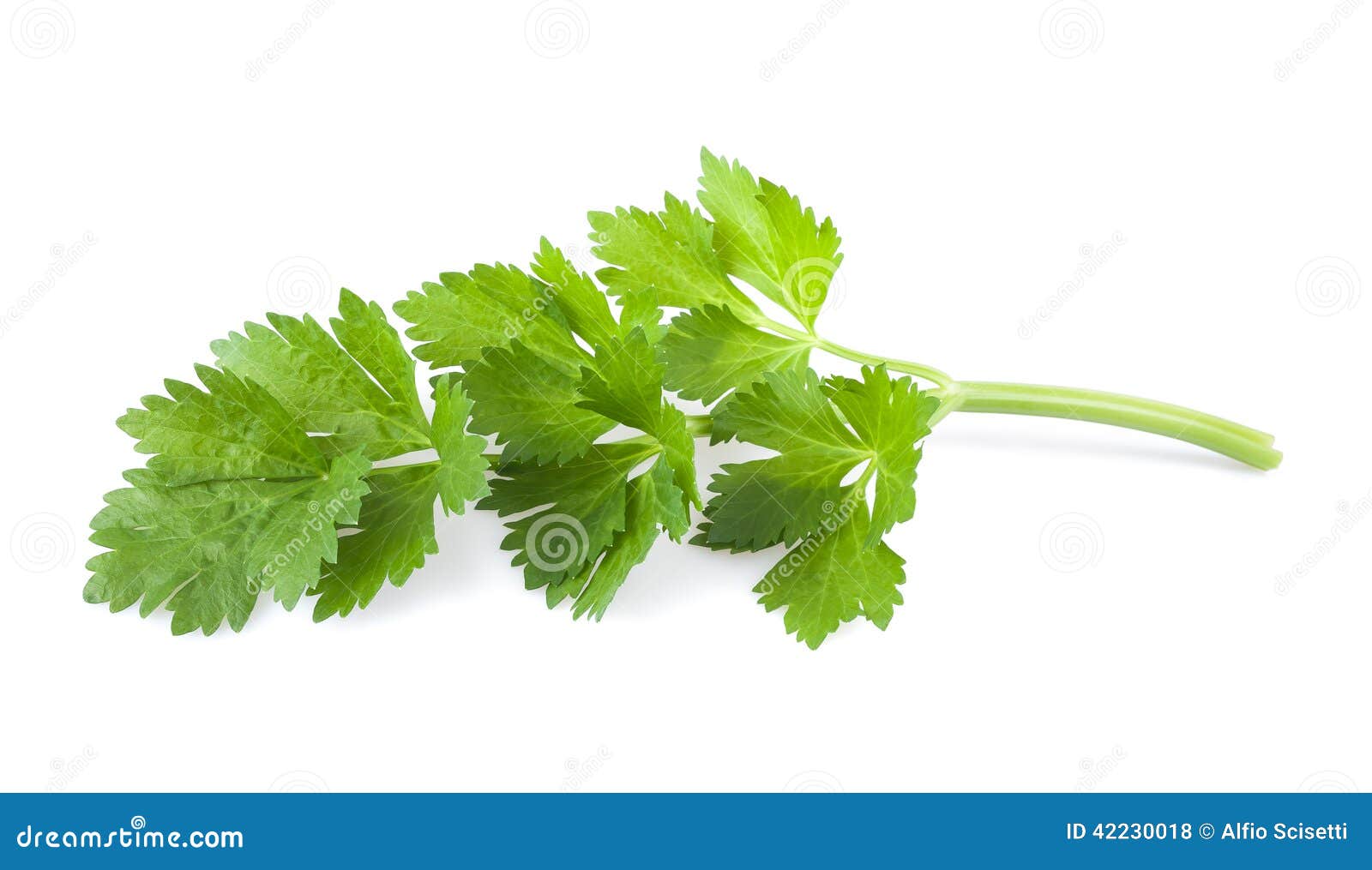 Selderie stock foto. Image of nave, voedsel, voorwerp - 42230018