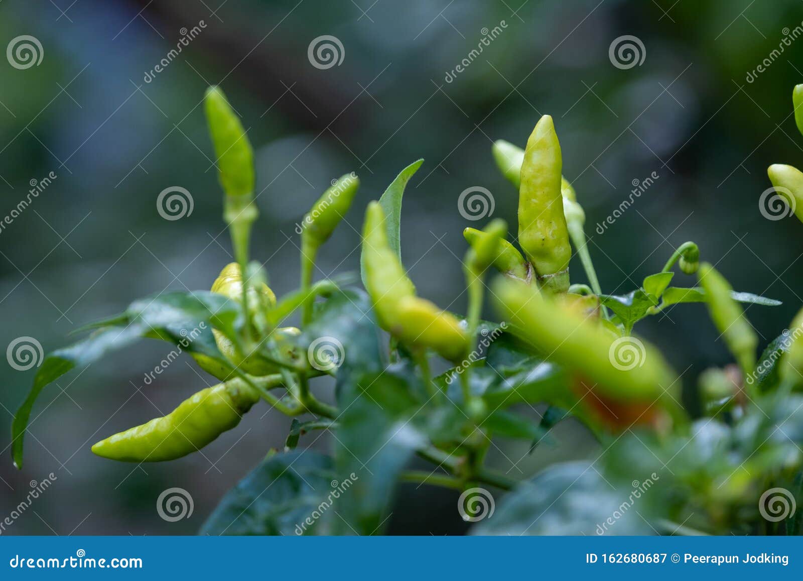 The Select Focus Close Up Shot of a Green Chilli Tree in the Garden ...