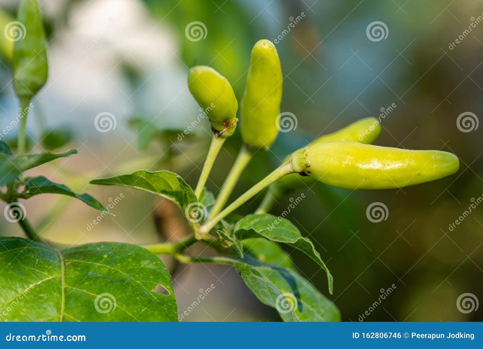 The Select Focus Close Up Shot of a Green Chilli Tree in the Garden ...
