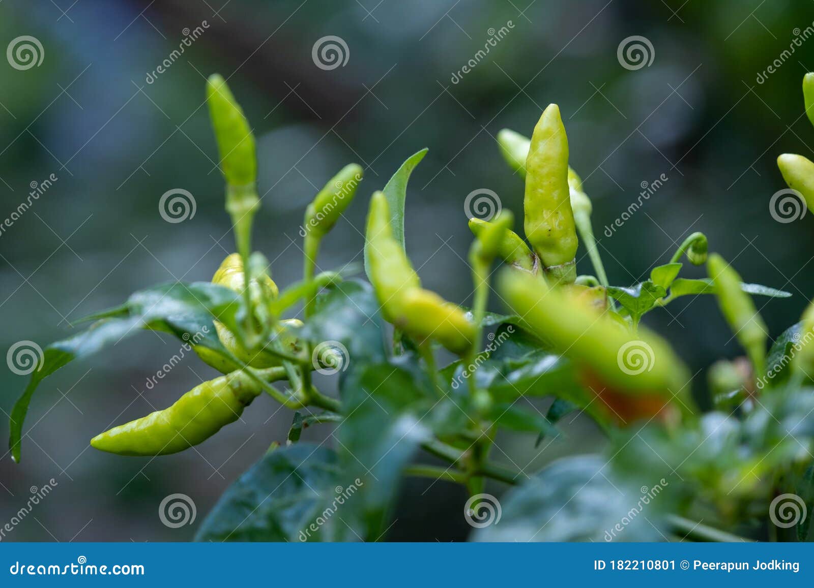 Select Focus Close Up Shot of a Green Chilli Tree in the Garden Stock ...