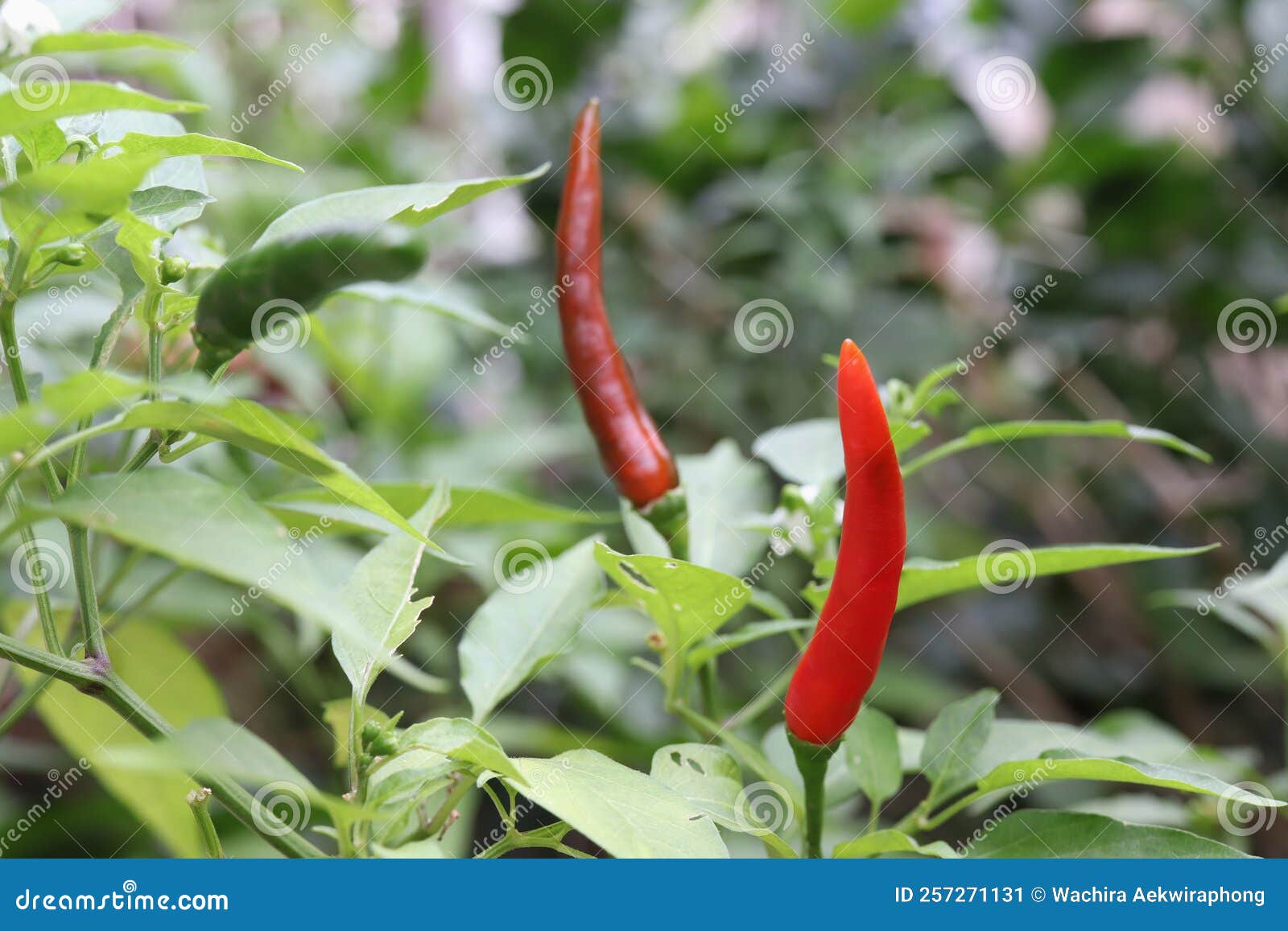 Select Focus, Fresh Red Chilli on Tree in Garden Stock Image - Image of ...