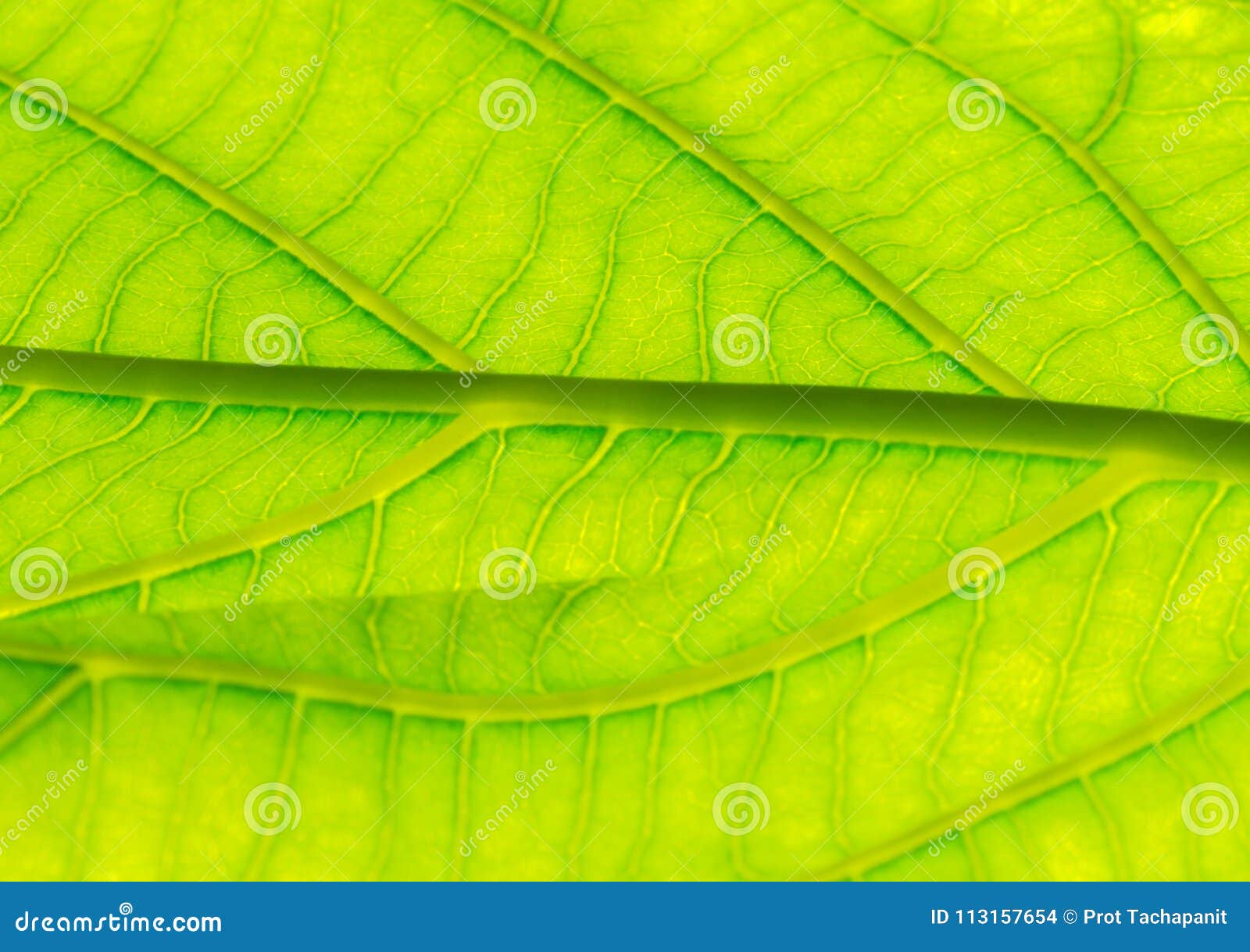 Select Focus of Green Leaf Texture Macro and Bleary of Leaves Texture ...