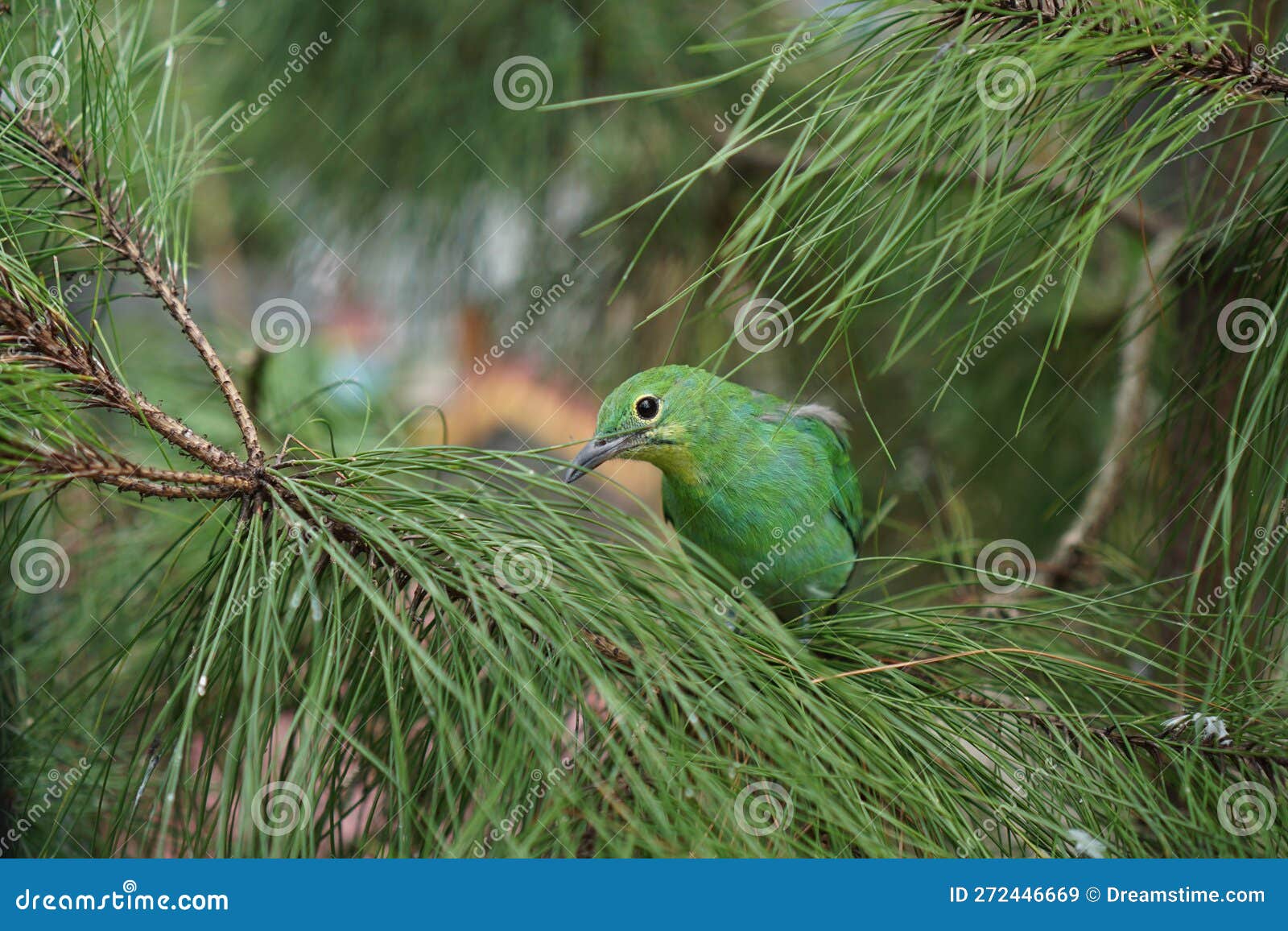 Selected Focus of the Greater Green Leafbird Stock Image - Image of ...