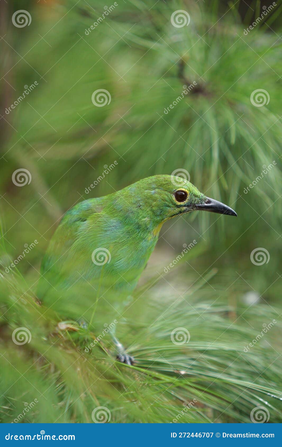Selected Focus of the Greater Green Leafbird Stock Image - Image of ...