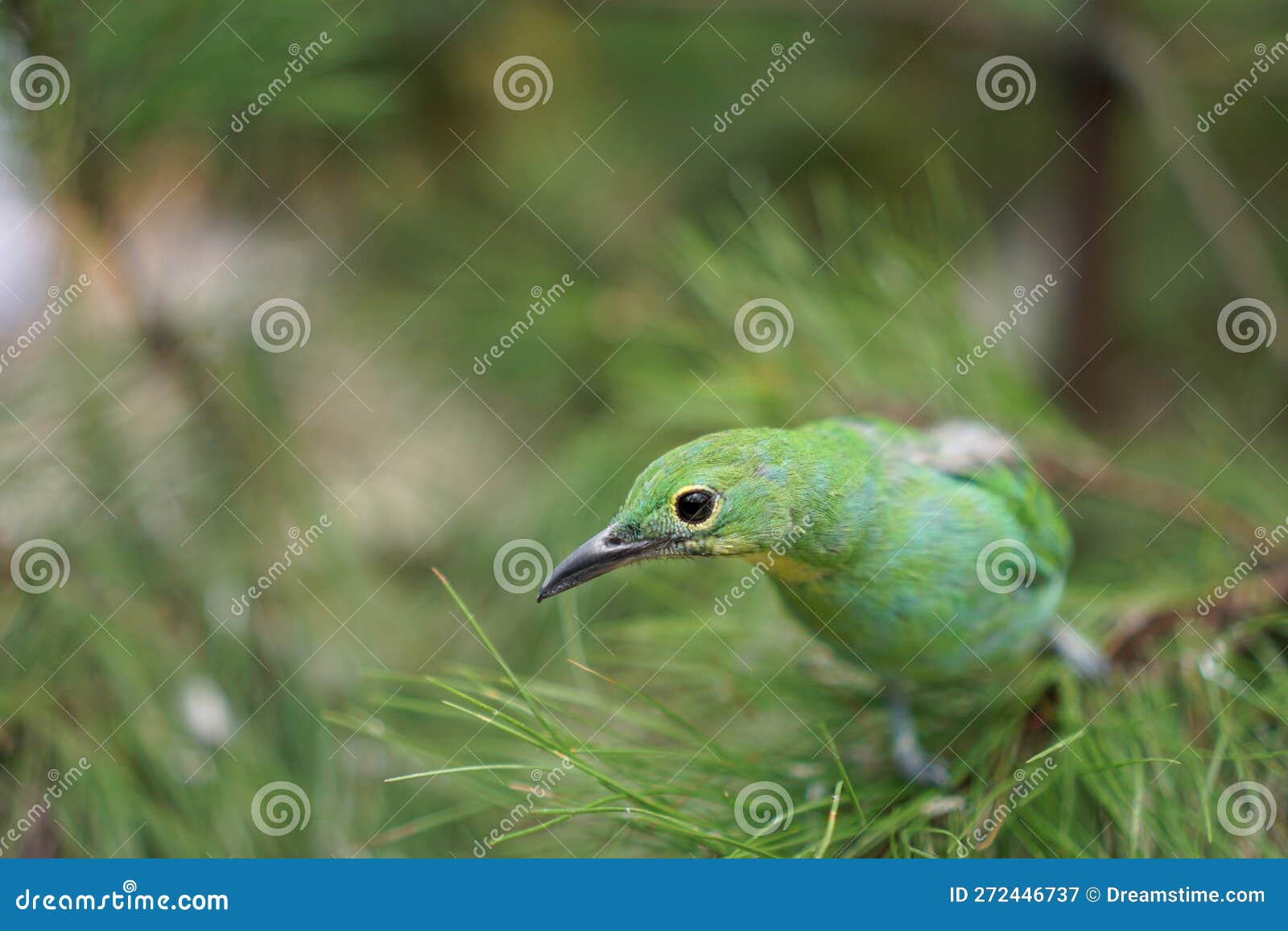 Selected Focus of the Greater Green Leafbird Stock Image - Image of ...