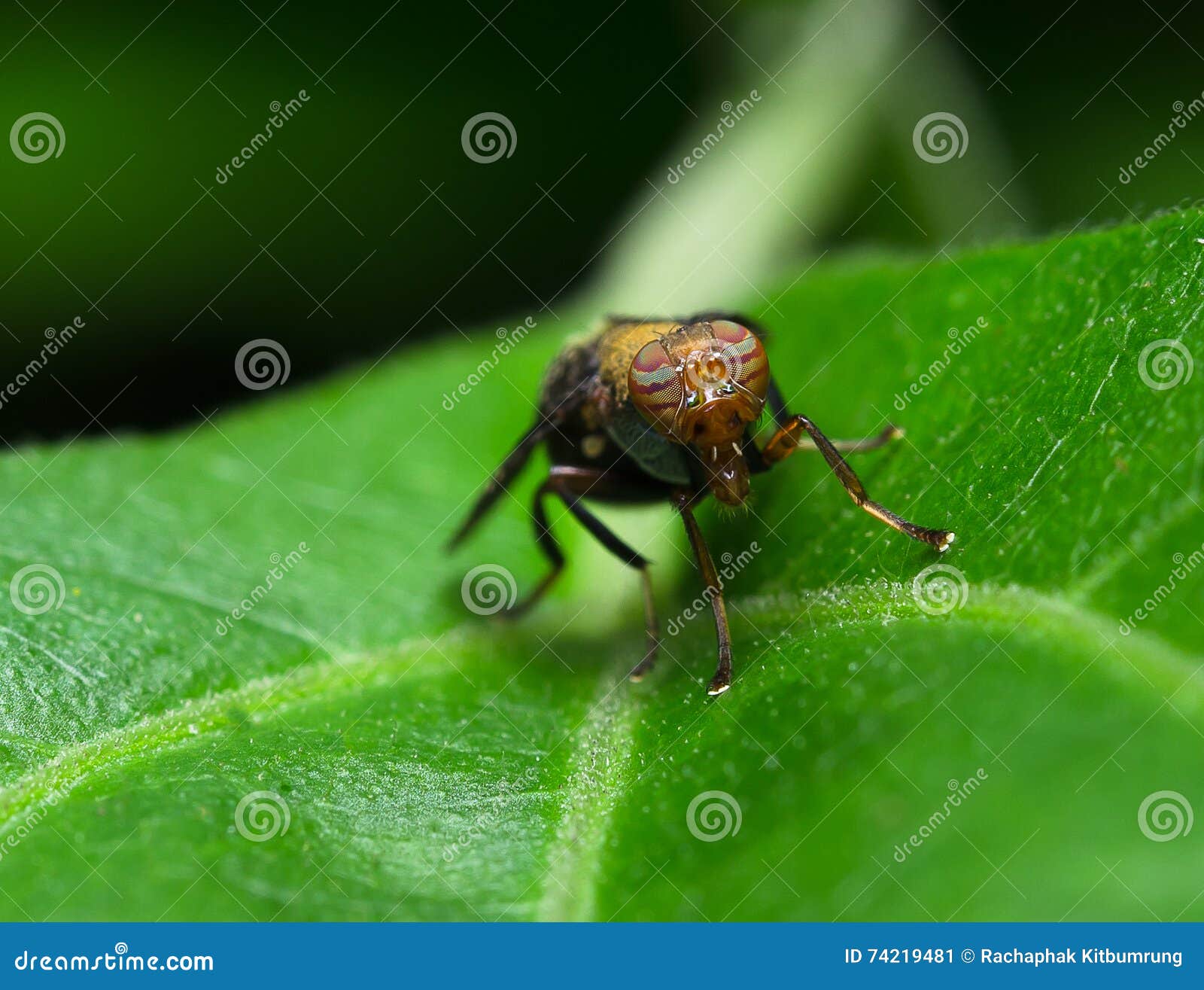 Selected Focus of Single Colorful Fly on a Fresh Green Leaf Stock Image ...