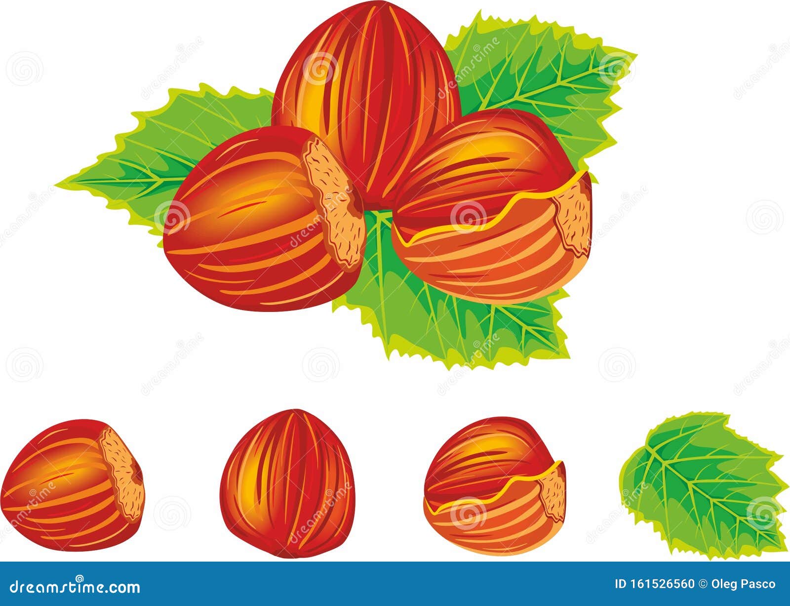 Selected Hazelnuts Set stock vector. Illustration of vector - 161526560