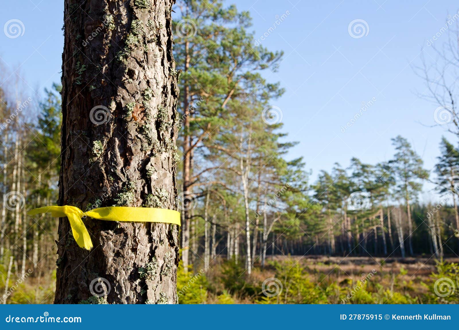 Selected pine tree stock image. Image of reference, tree - 27875915