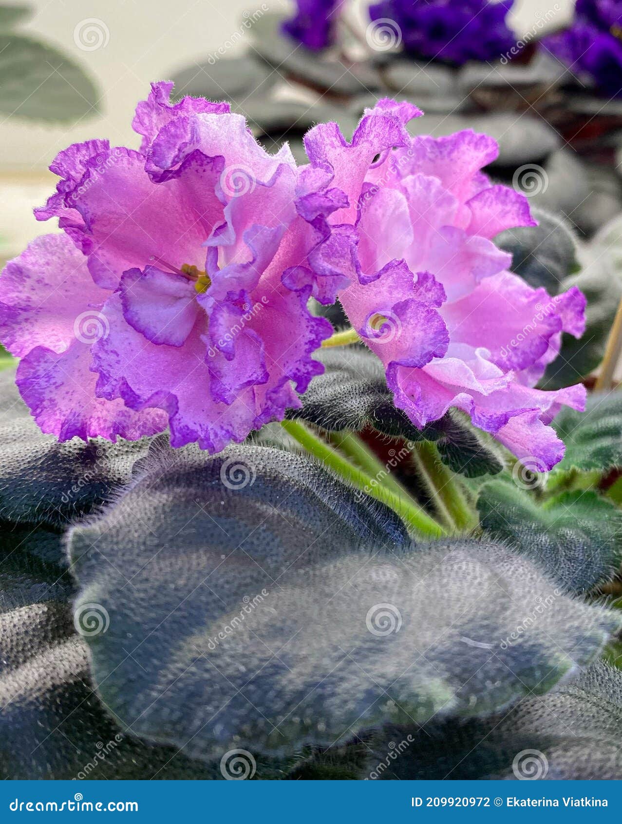 Selected Rare Violet Flowers Stock Photos - Free & Royalty-Free Stock ...