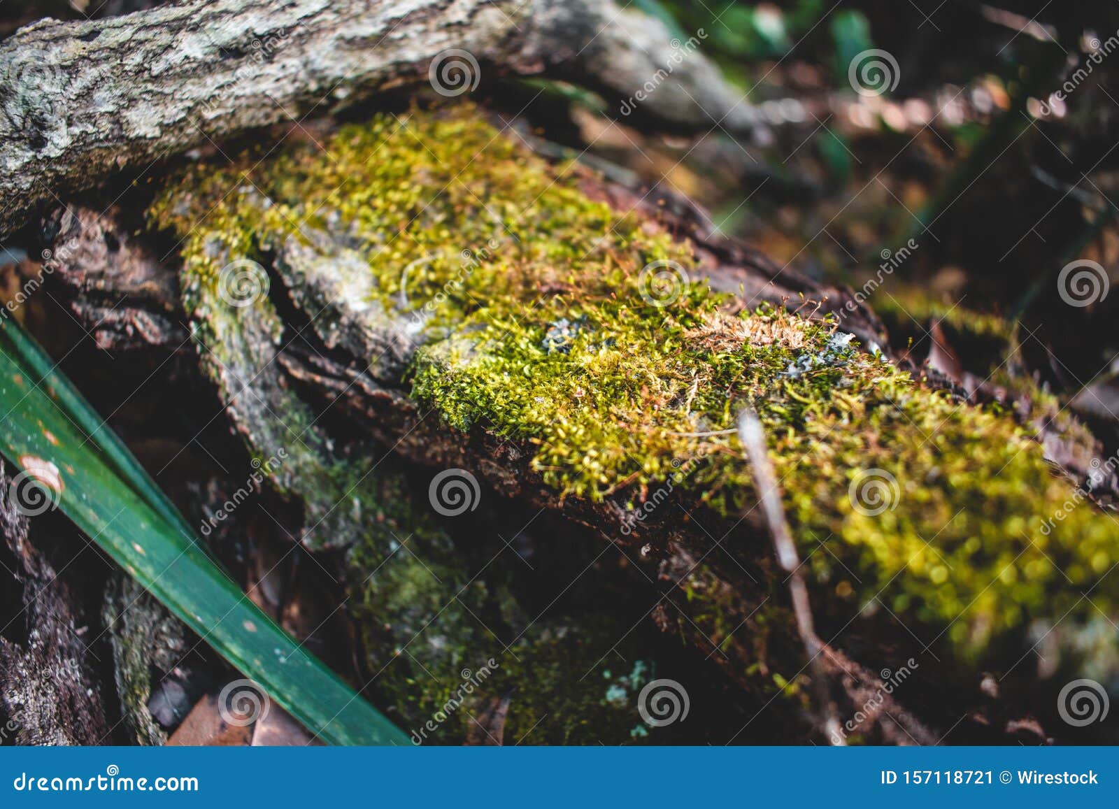 Selectieve Sluiting Van Mos En Korstmos Op Een Boomstam Stock ...