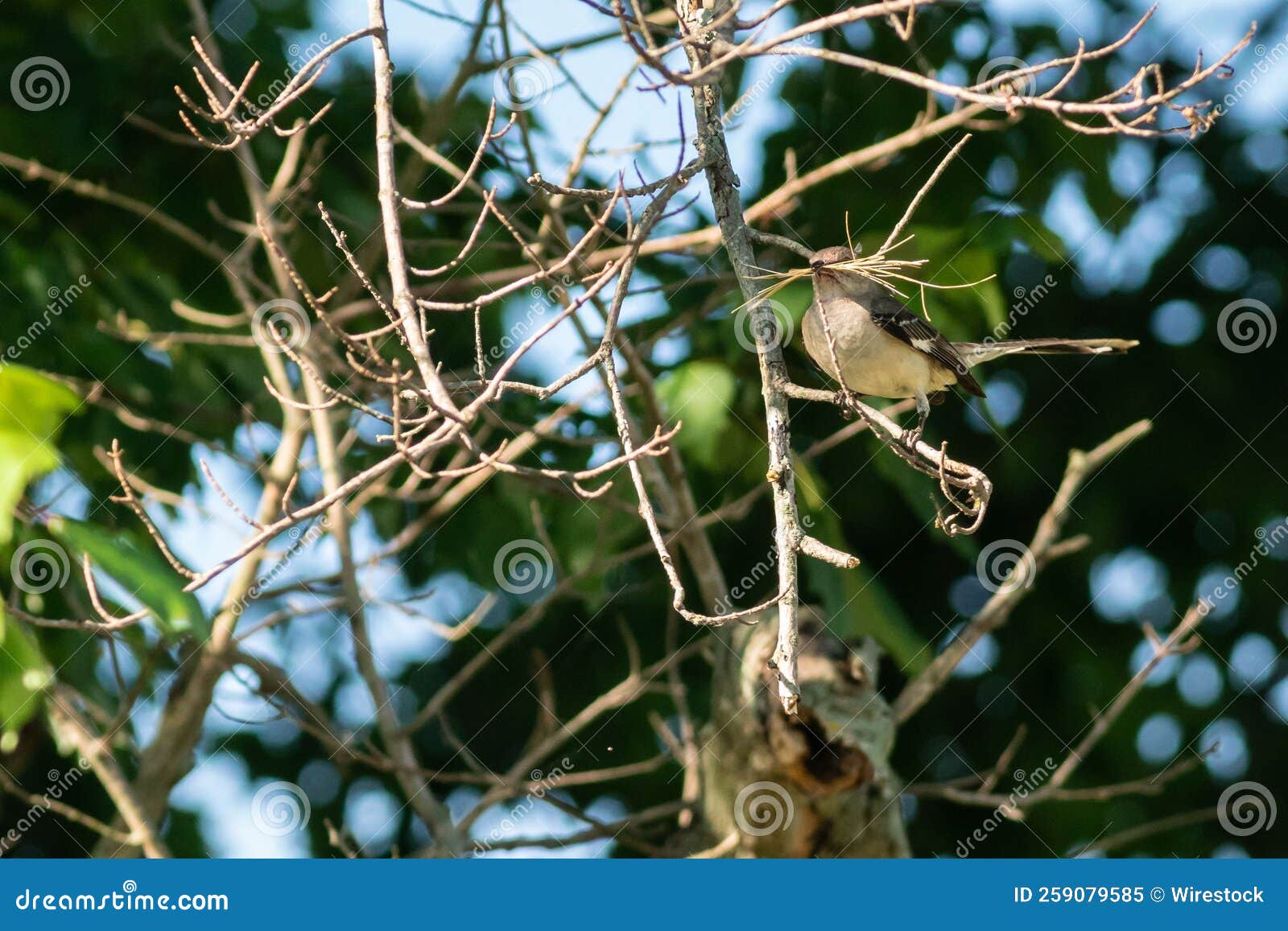 Selectiive Focus of Northern Mockingbird (Mimus Polyglottos) Sitting on ...