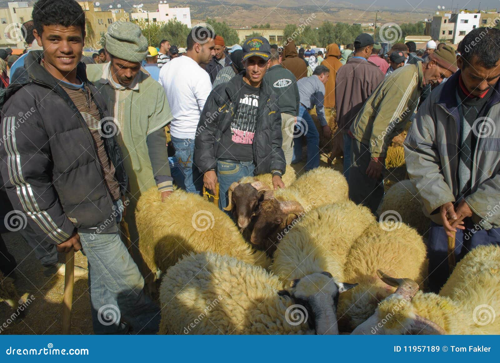 Selecting a Sheep for the Sacrifice of Eid Al-Adha Editorial Stock ...