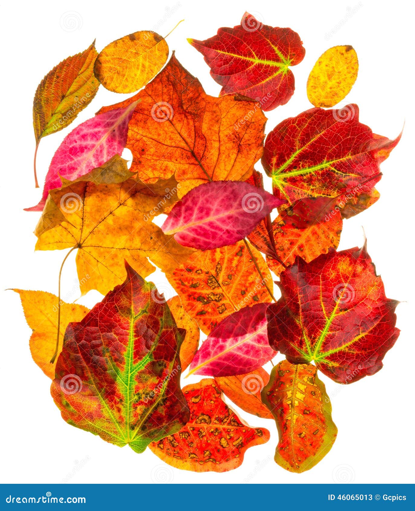 A Selection of Back Lit Autumn Fall Leaves Stock Image - Image of ...