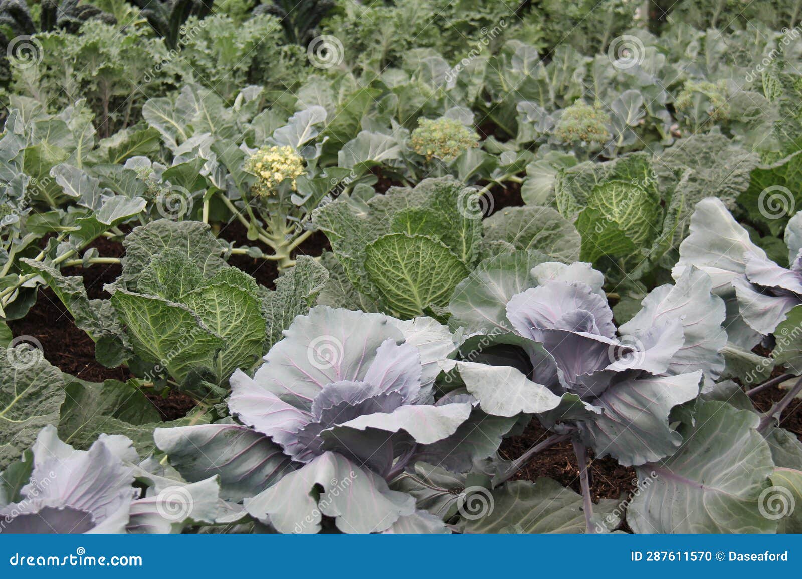 Selection of Cabbage Varieties. Stock Photo - Image of wildflower ...