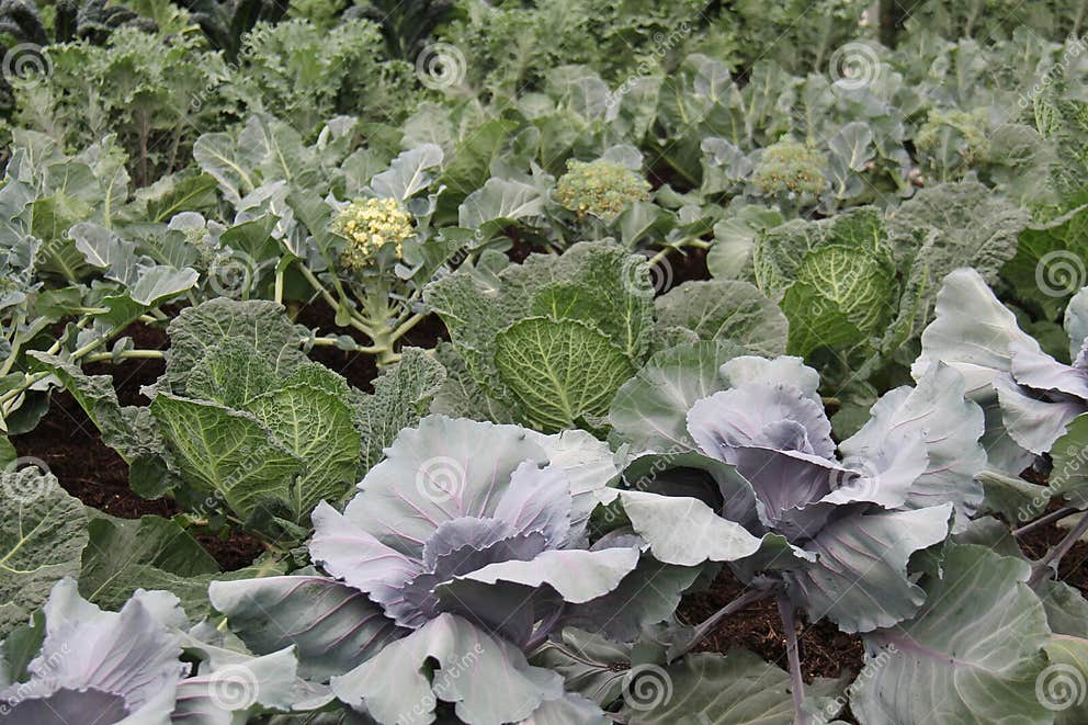 Selection of Cabbage Varieties. Stock Photo - Image of wildflower ...