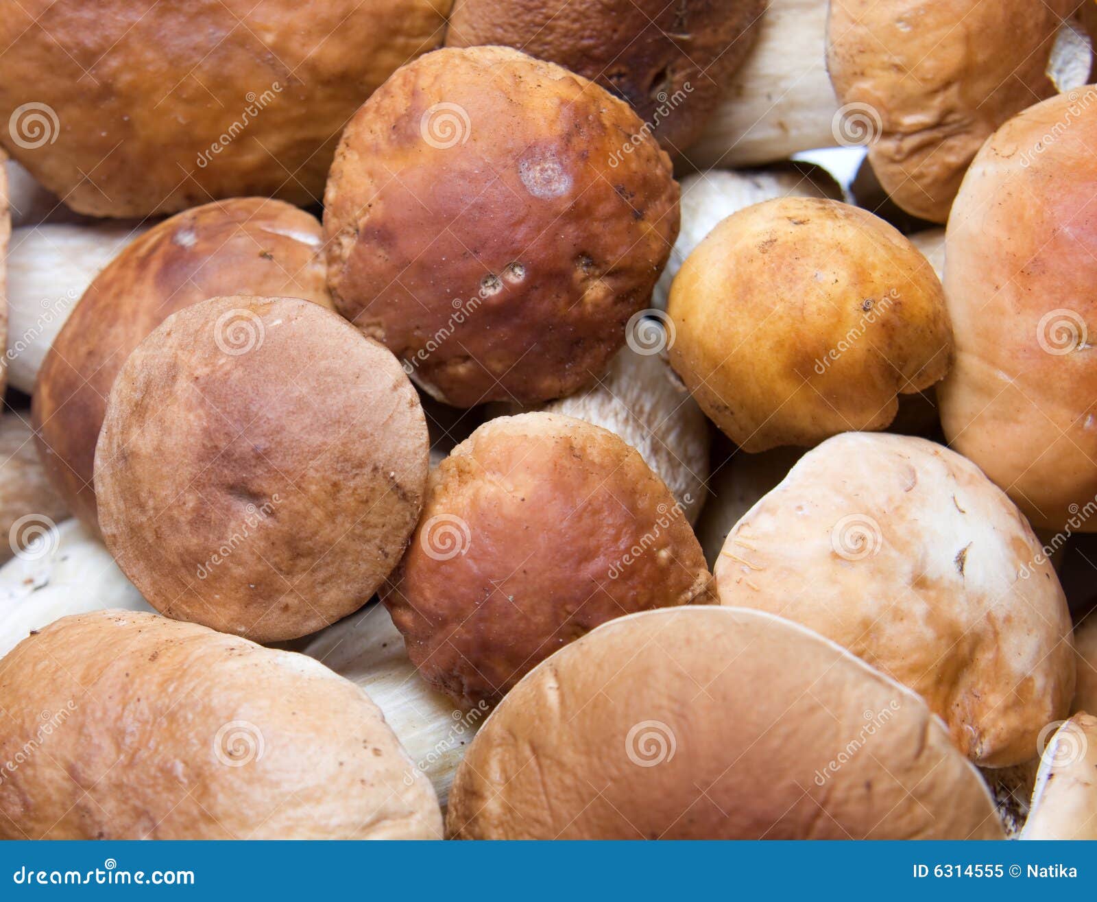 Selection of ceps stock image. Image of fungus, edible - 6314555