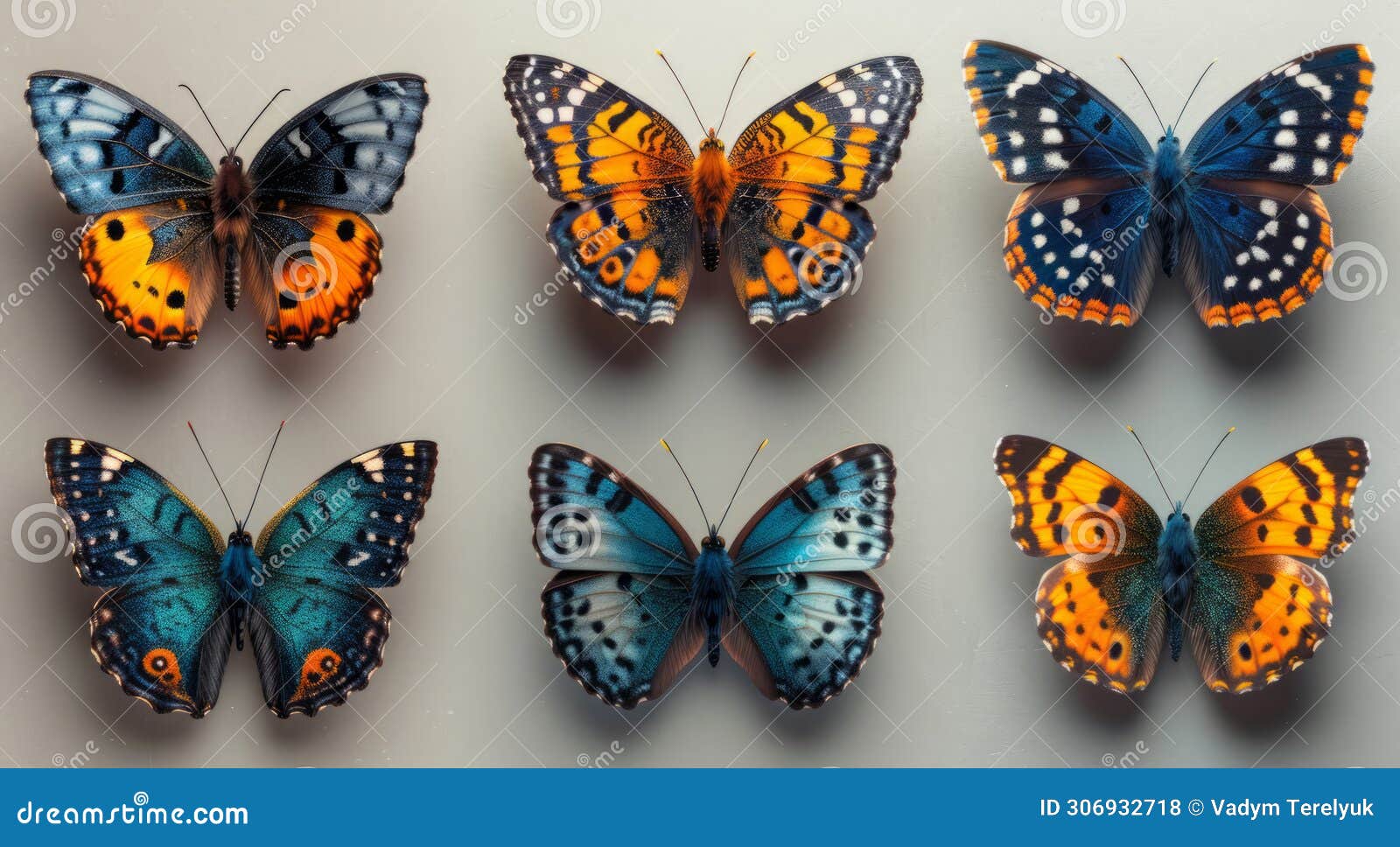 A Selection of Different Butterflies on a White. a Gathering of ...