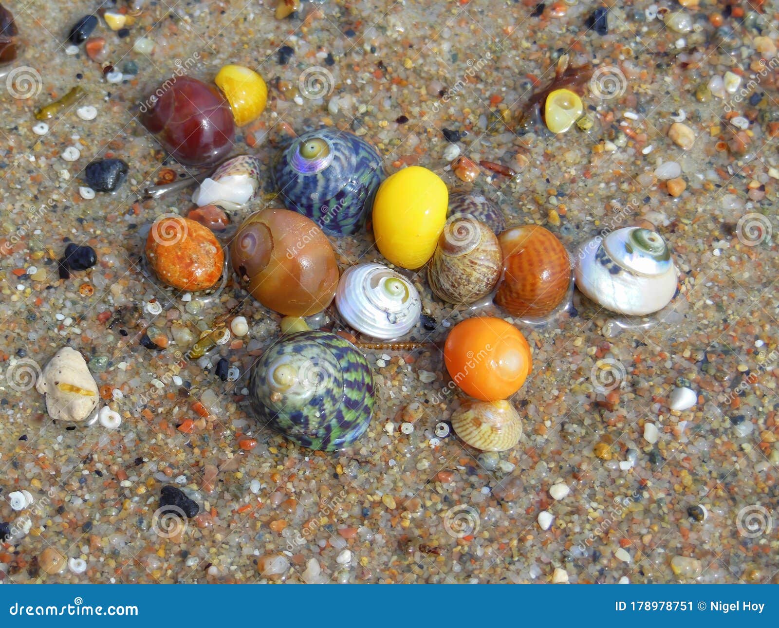 Different Colour Sea Shells on Beach Stock Image - Image of sand ...