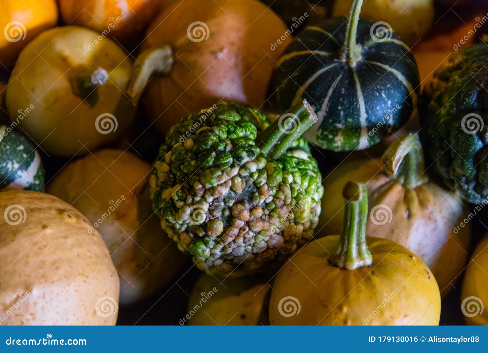 Close Up of a Small Knobbly Gourd at Harvest Time Stock Photo - Image ...