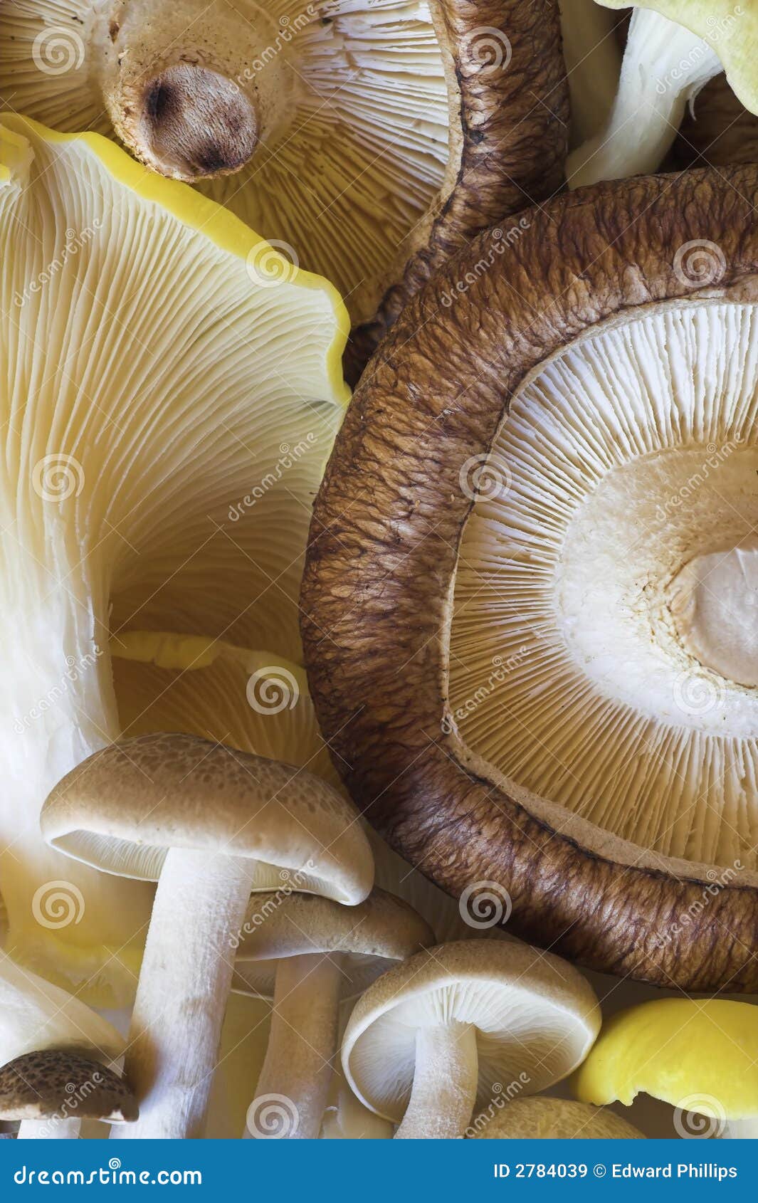 Selection of Exotic Mushrooms Stock Image - Image of flavour, cook: 2784039
