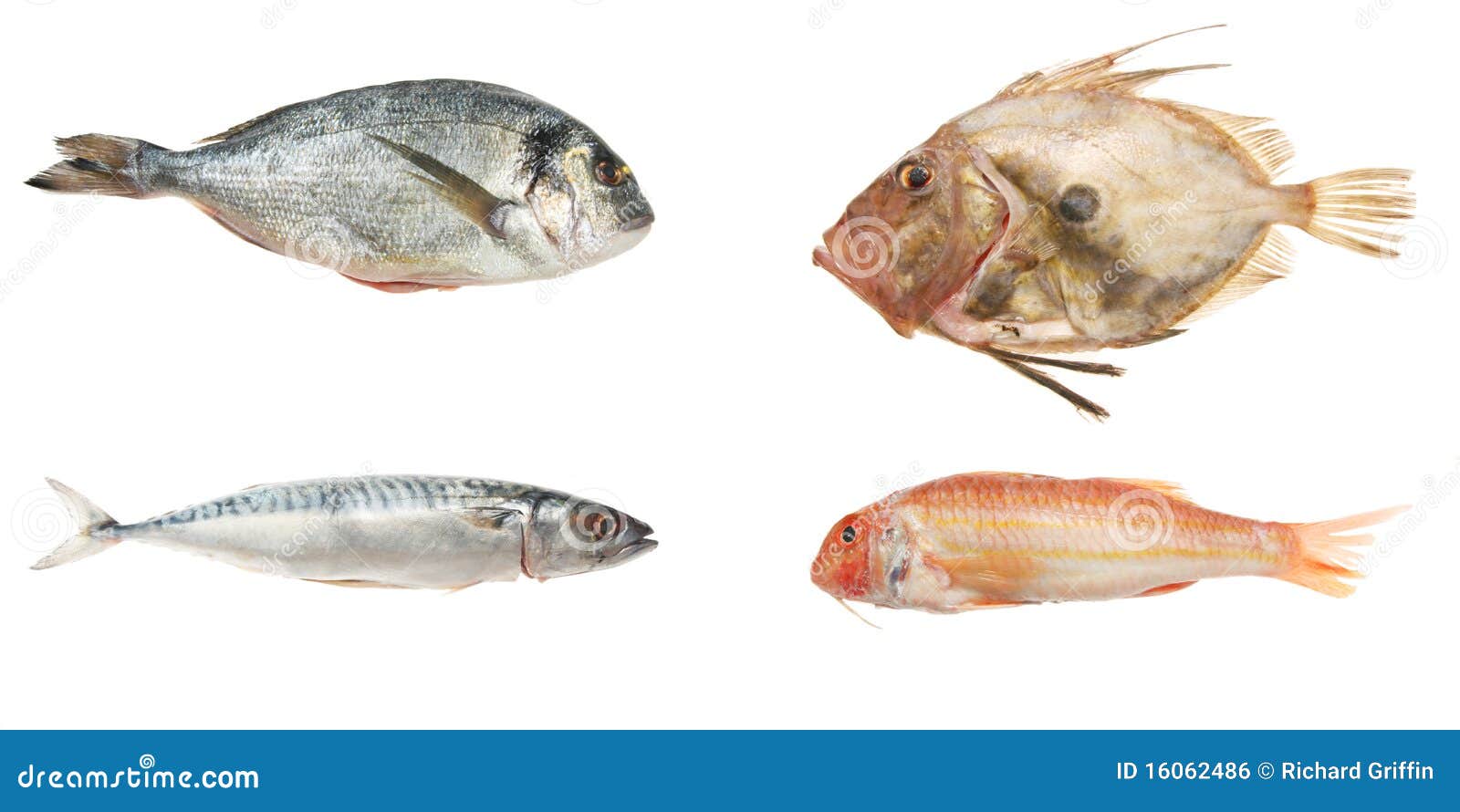 Selection of Four Fresh Fish Stock Photo - Image of four, john: 16062486