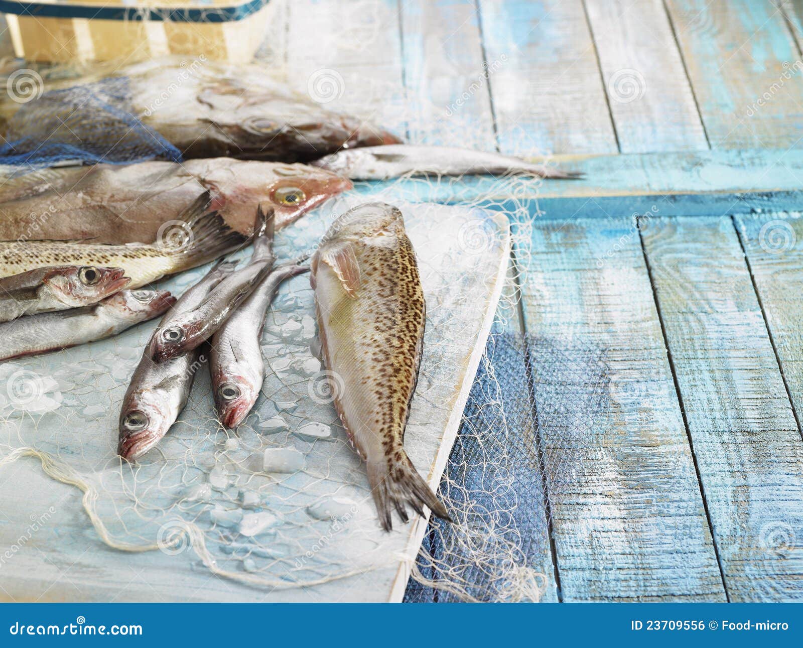 Selection of fresh fish stock photo. Image of color, blue - 23709556