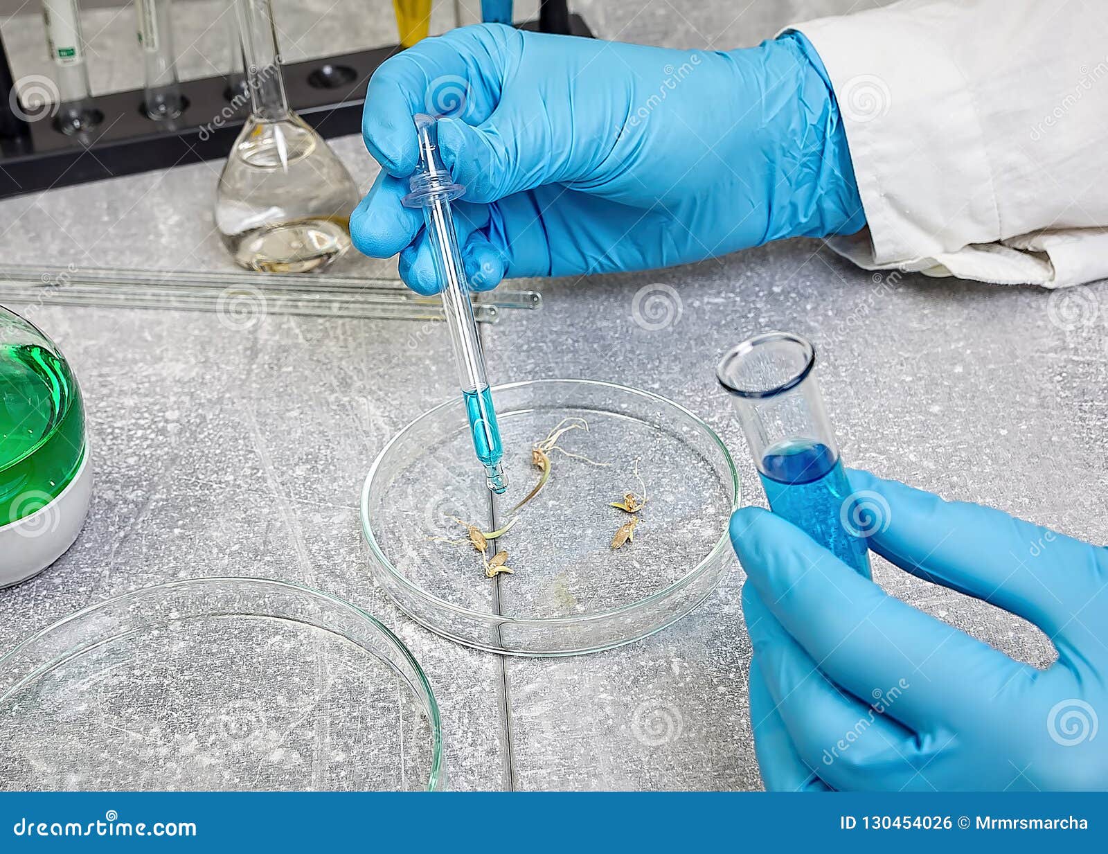 Selection Laboratory. Breeder with Petri Dish. Plant Breeding. Stock ...