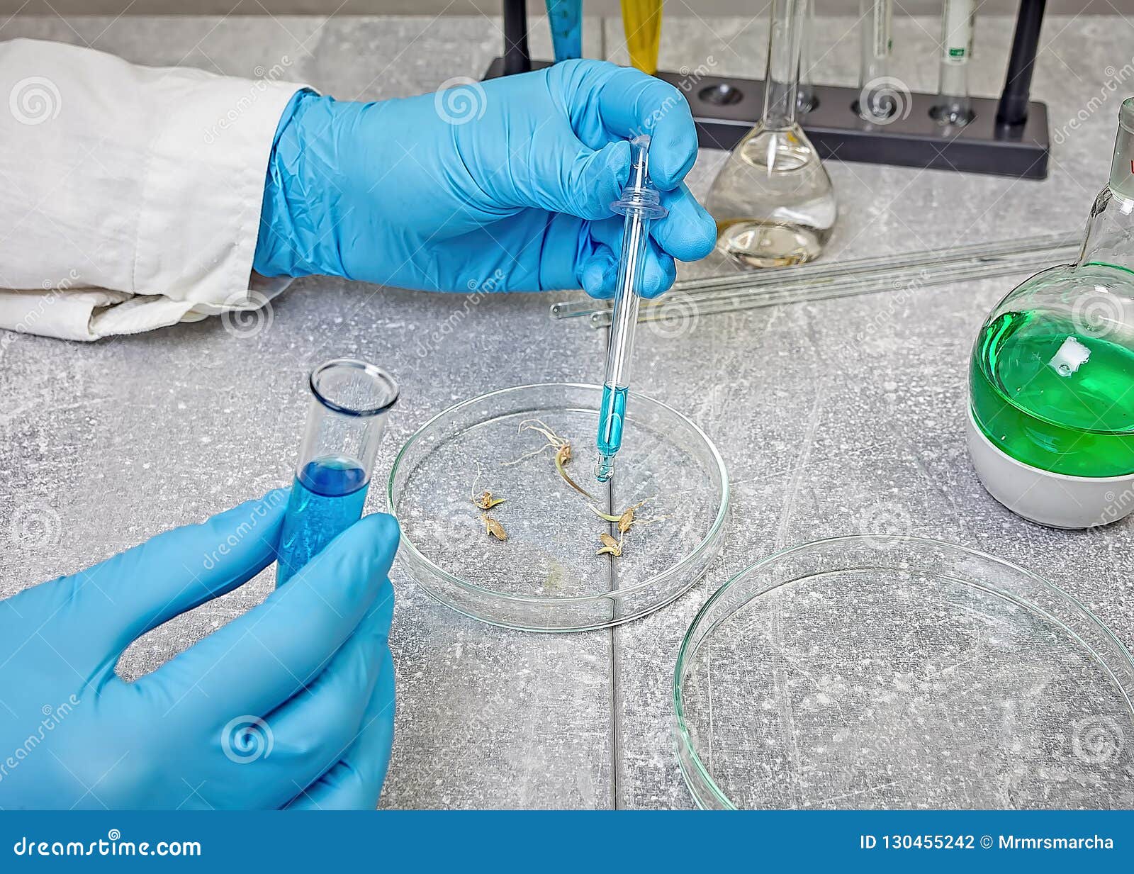 Selection Laboratory. Breeder with Petri Dish. Plant Breeding Stock ...