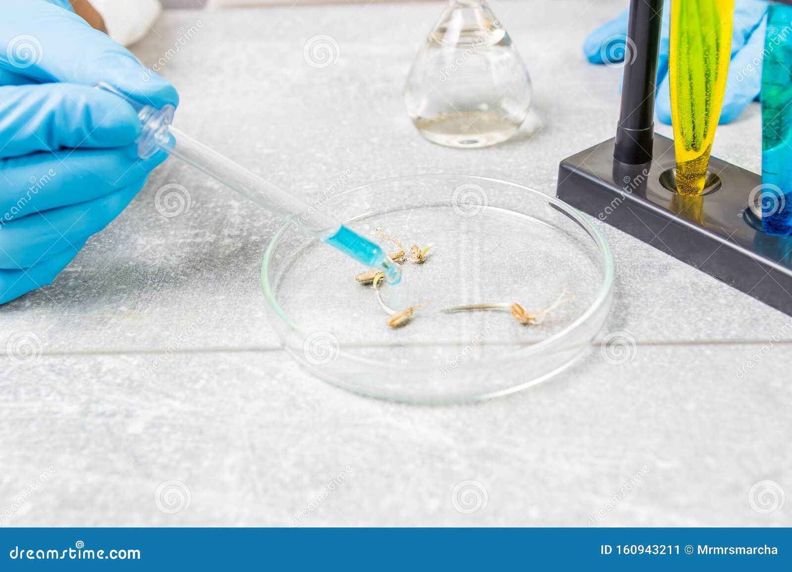 Plant Breeder Hand With Seedlings And Prunings Of Grape Protected With ...