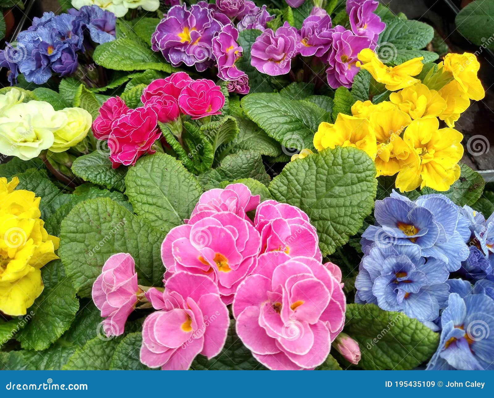 Primrose Ruben Mixed stock image. Image of beauty, color - 195435109