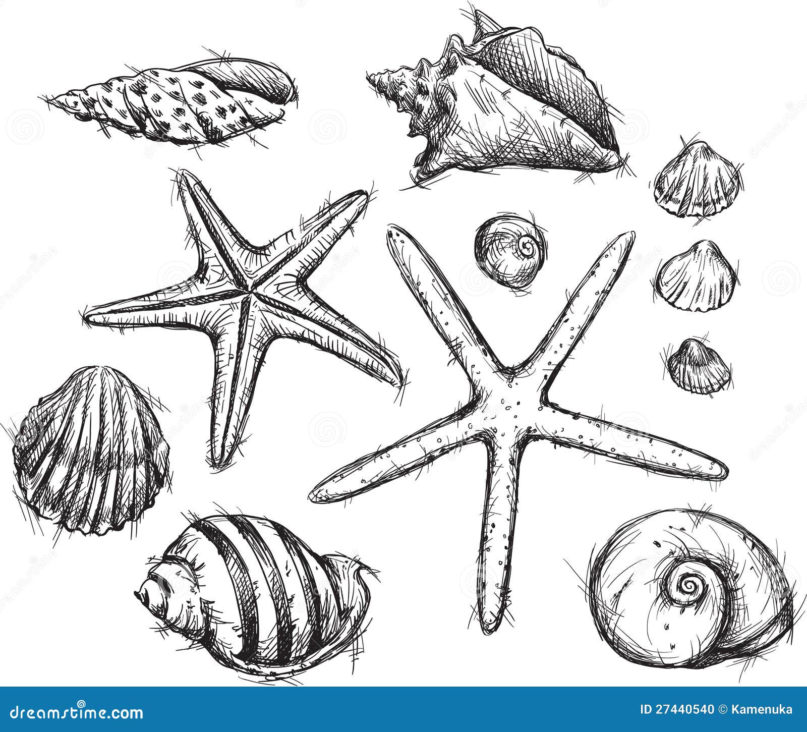 Selection Of Sea Shells Drawings Stock Photo - Image: 27440540