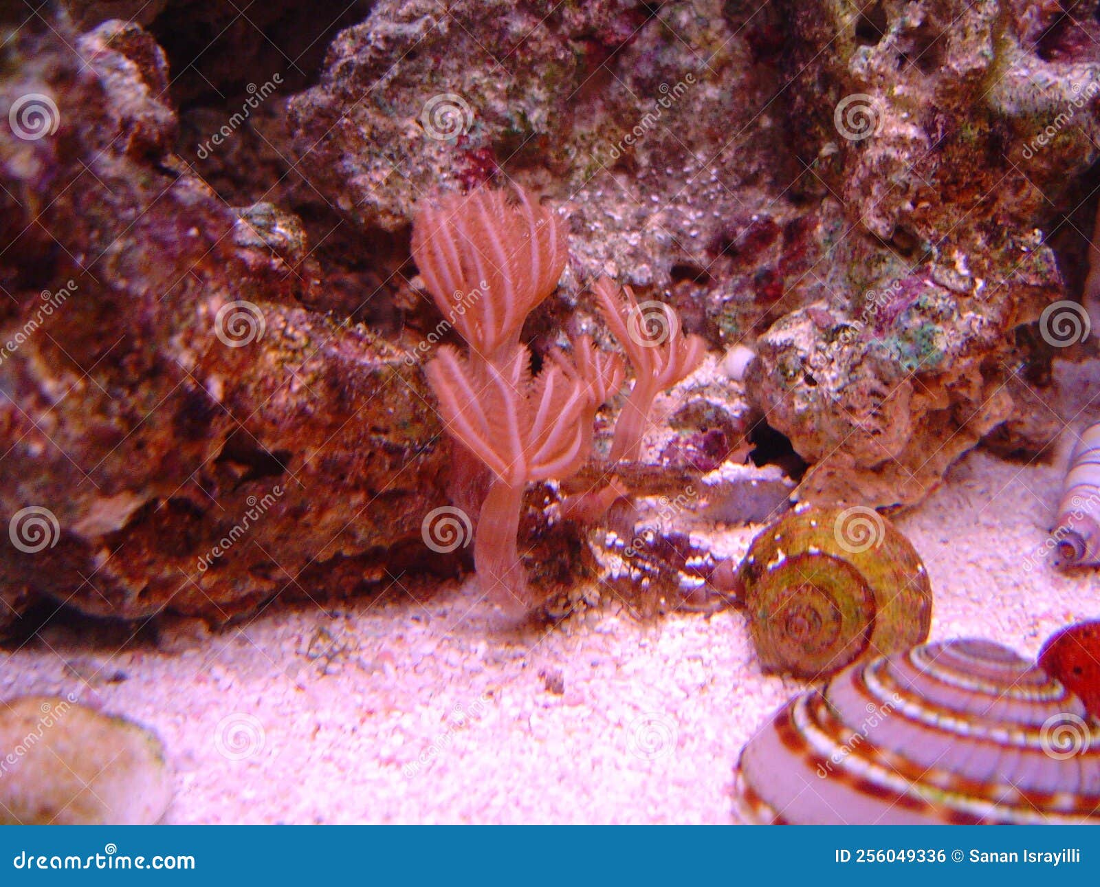 Sea shells stock photo. Image of shell, underwater, shells - 256049336